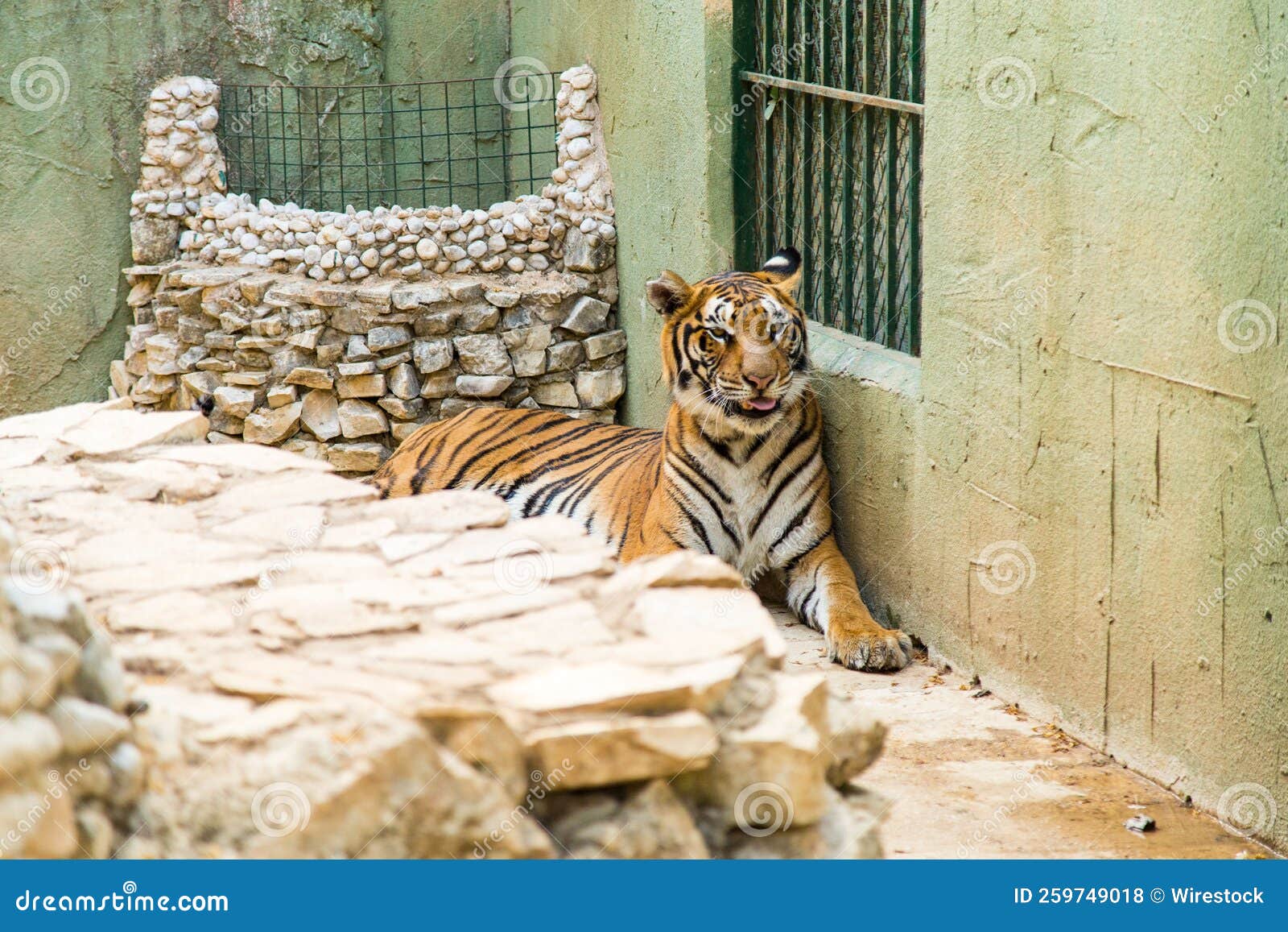 Tiger lying inside the zoo stock photo. Image of portrait - 259749018