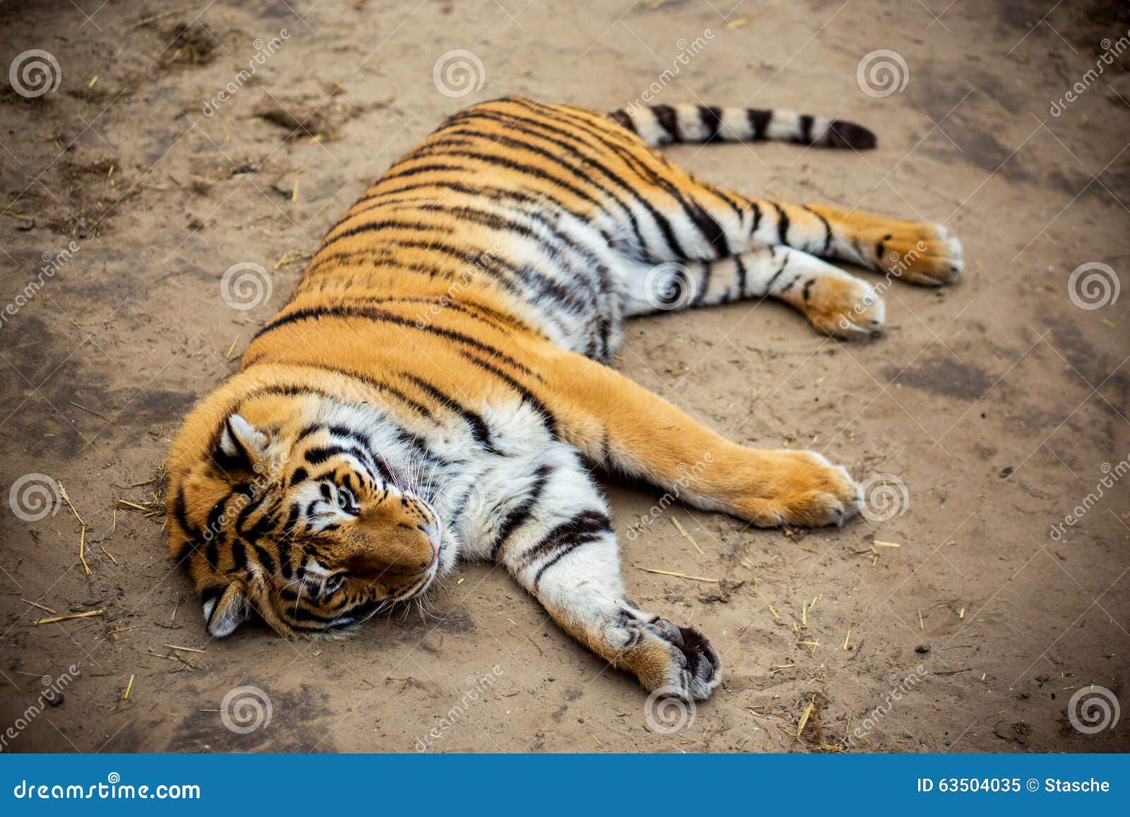 Tiger lying stock image. Image of siberian, orange, safari - 63504035