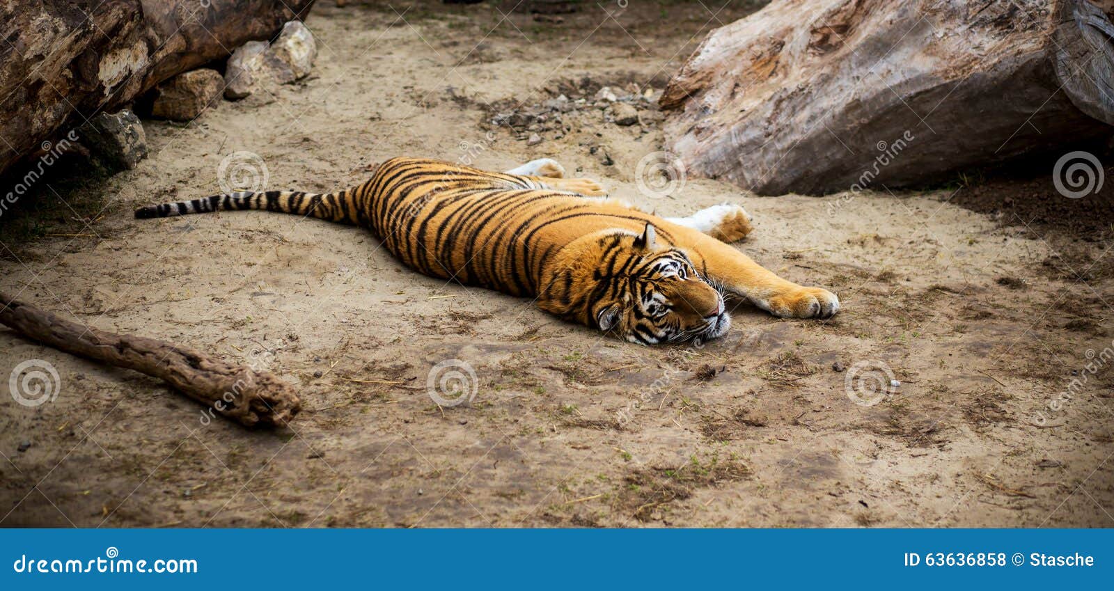 Tiger lying stock photo. Image of bengal, pets, safari - 63636858