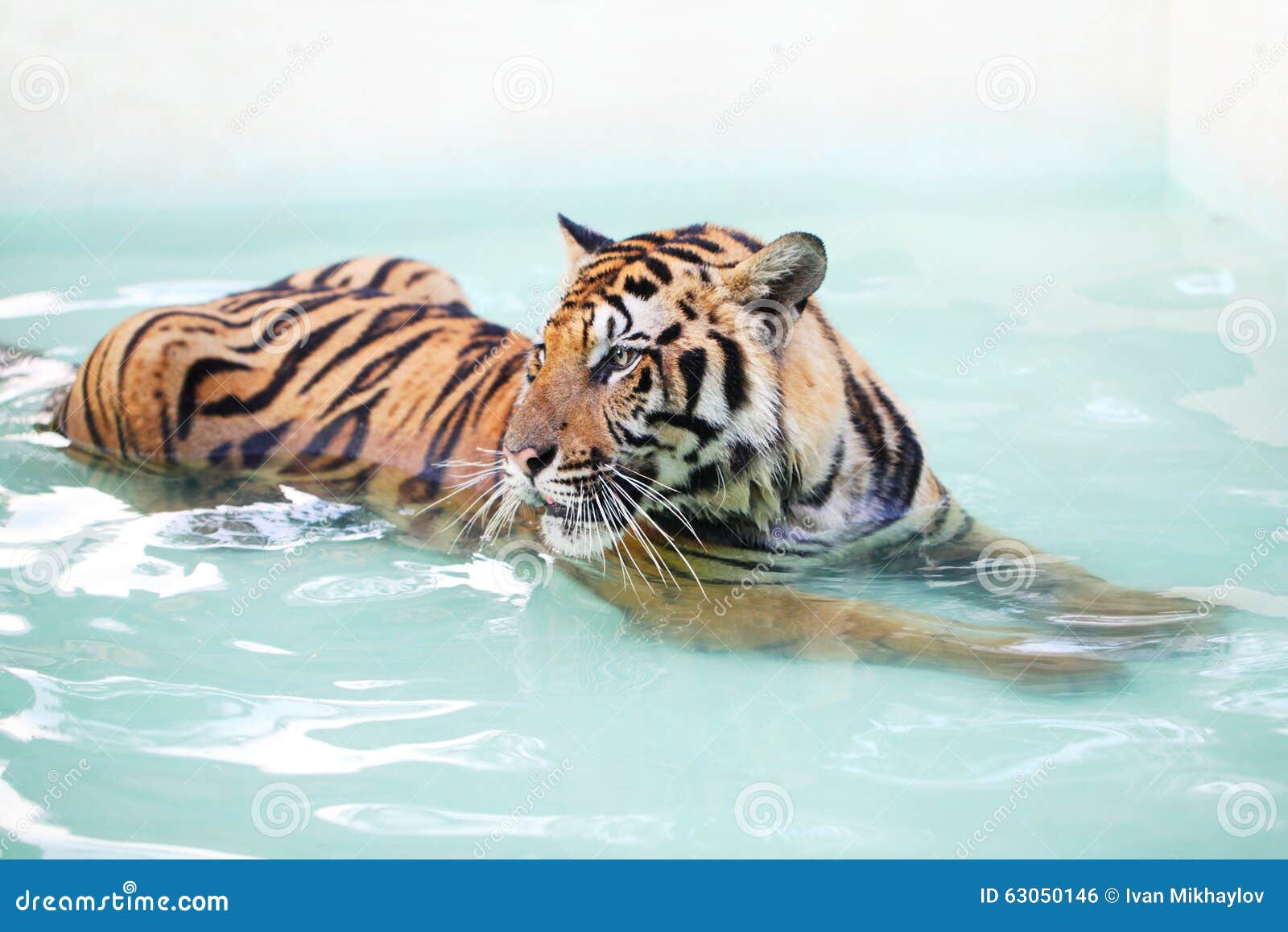 Tiger is lying in pool stock photo. Image of orange, swimming - 63050146
