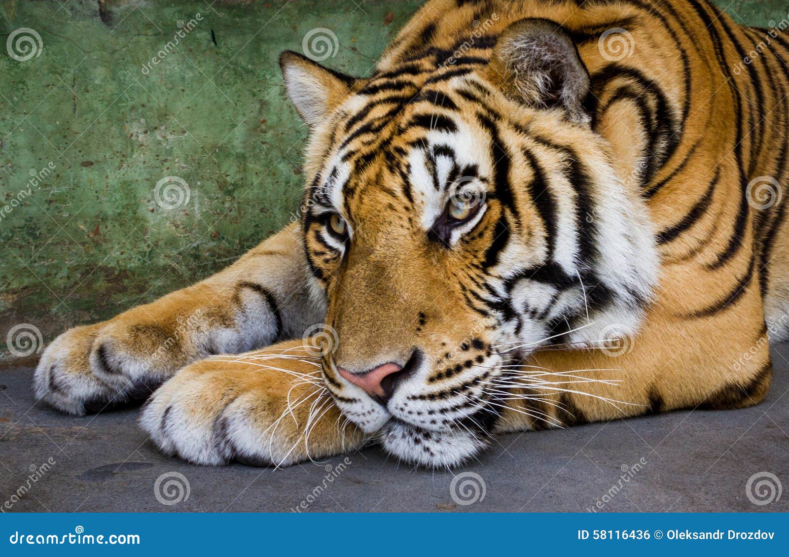Tiger lying stock photo. Image of striped, safari, beauty - 58116436