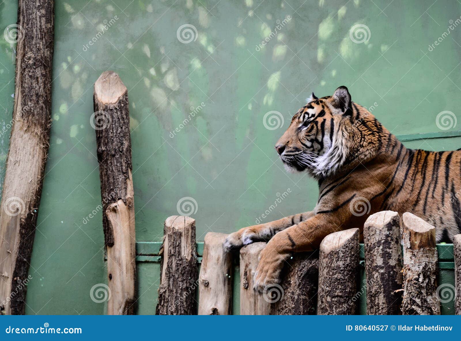 Tiger stock image. Image of tiger, wall, pensive, lying - 80640527