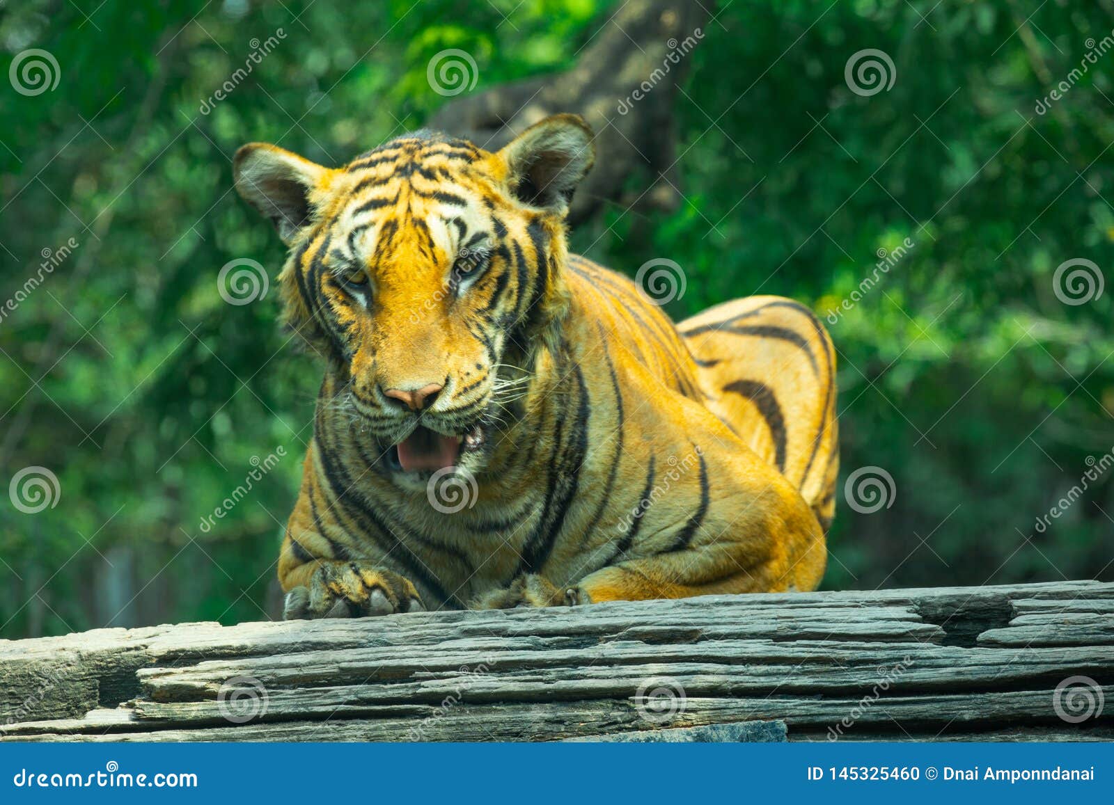 Tiger lying on a timber stock photo. Image of nature - 145325460