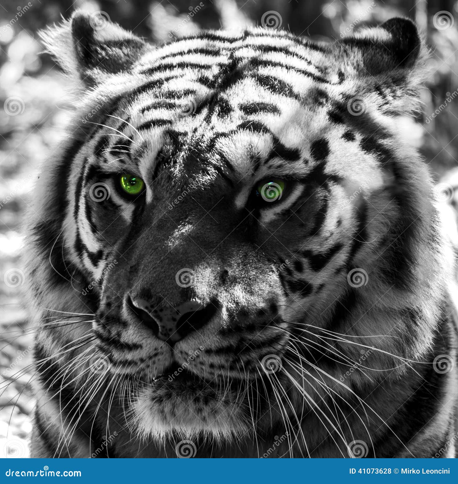 Tiger stock photo. Image of roar, nature, animal, magic - 41073628