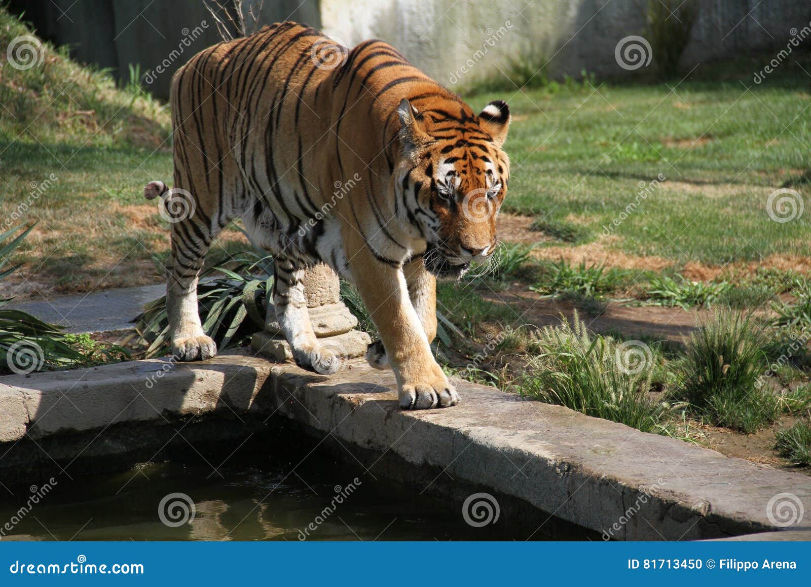 Tiger stock photo. Image of italy, summer, adventure - 81713450