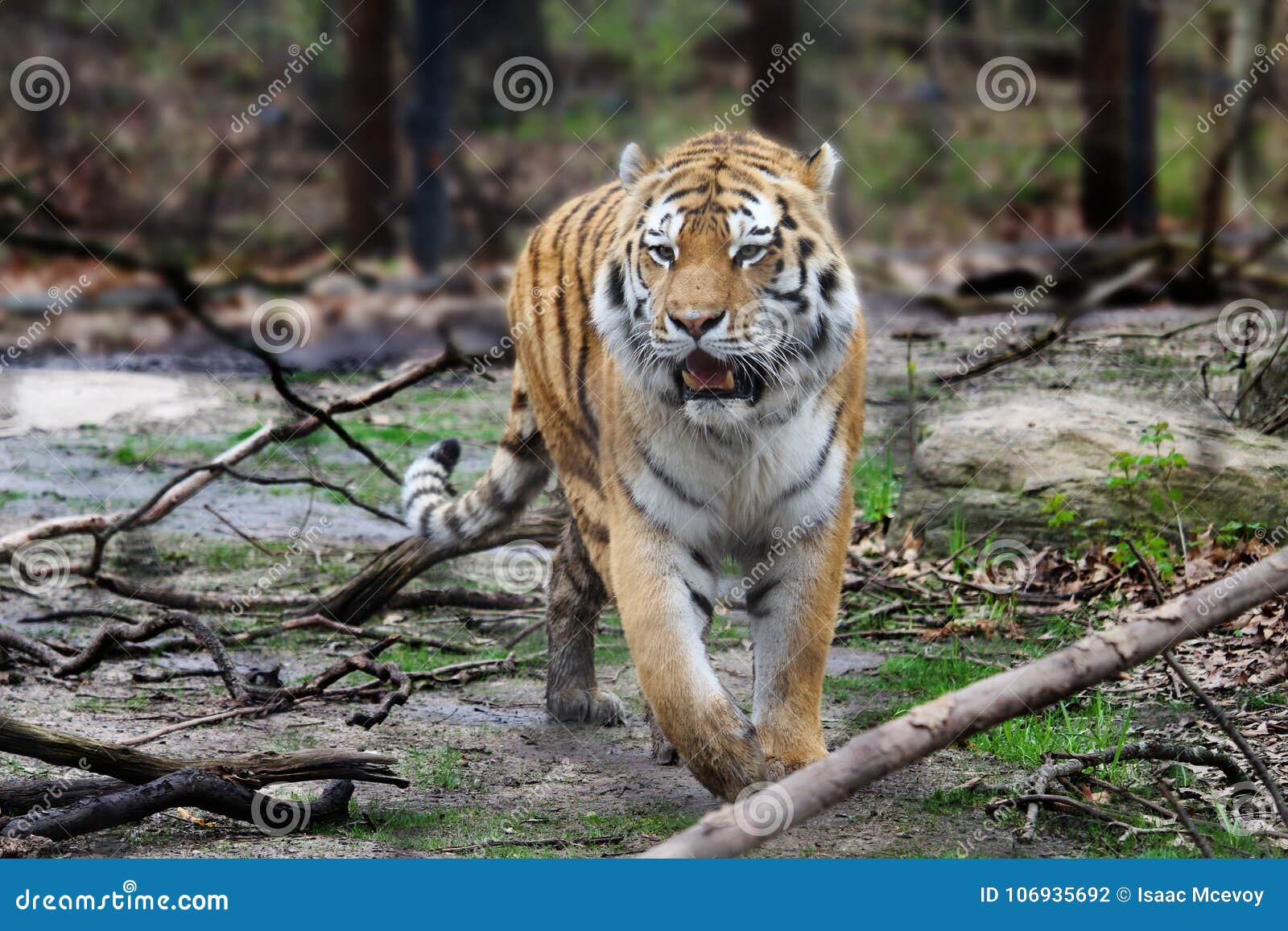 Tiger Walking through the Mud Stock Photo - Image of stands, animal ...