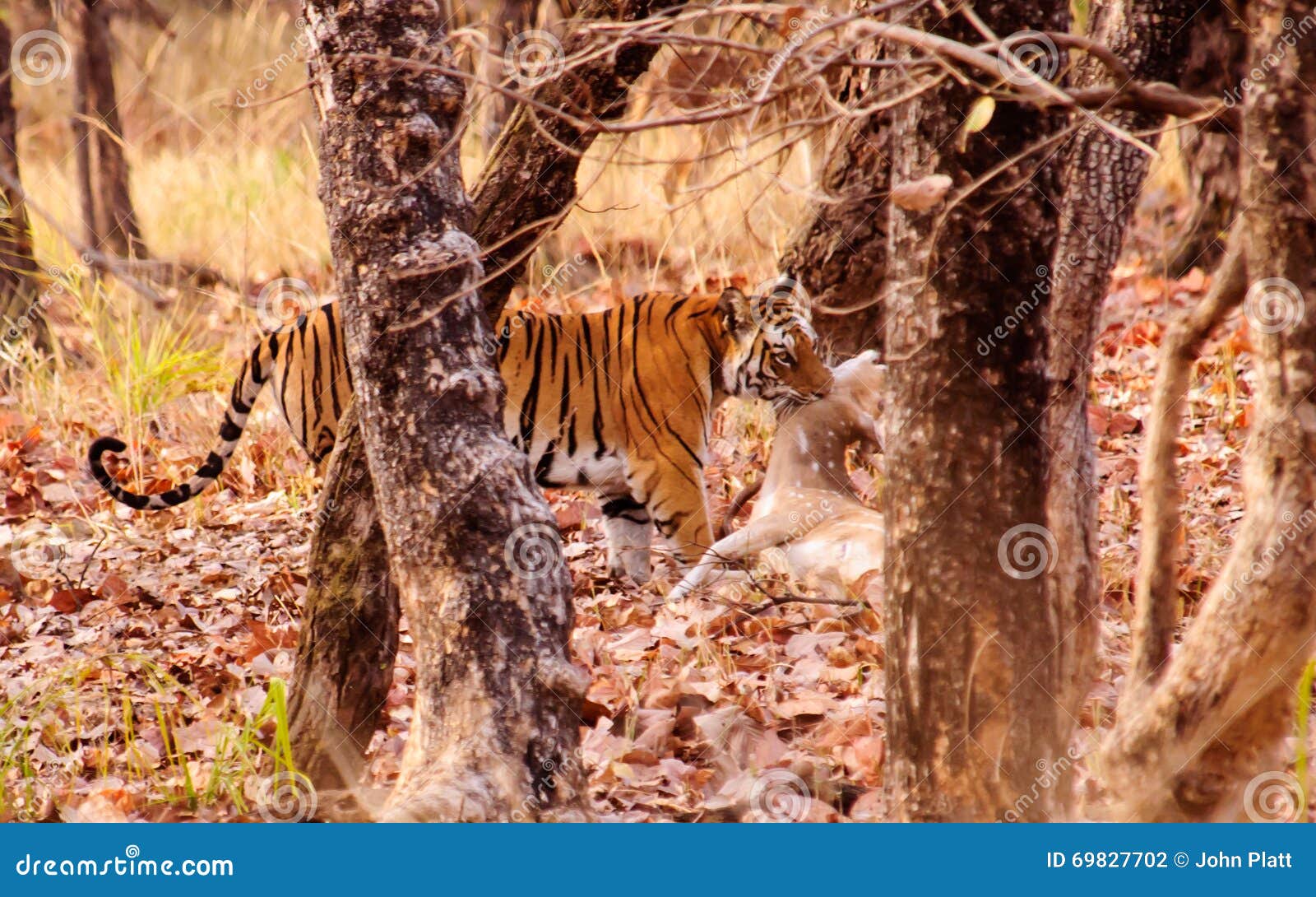 Tiger making a kill stock photo. Image of wildlife, safari - 69827702