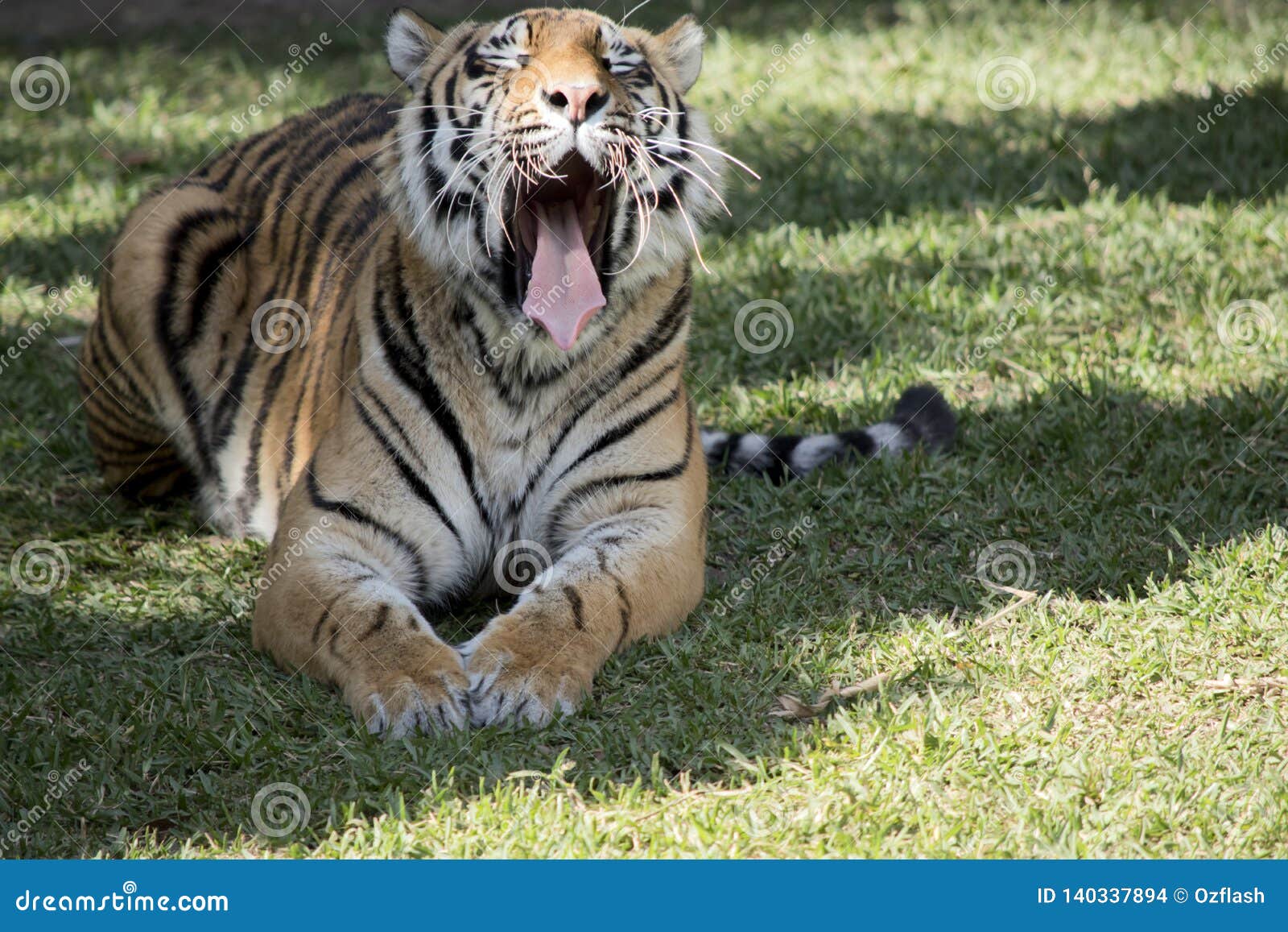 Tiger with mouth open stock photo. Image of detailed - 140337894
