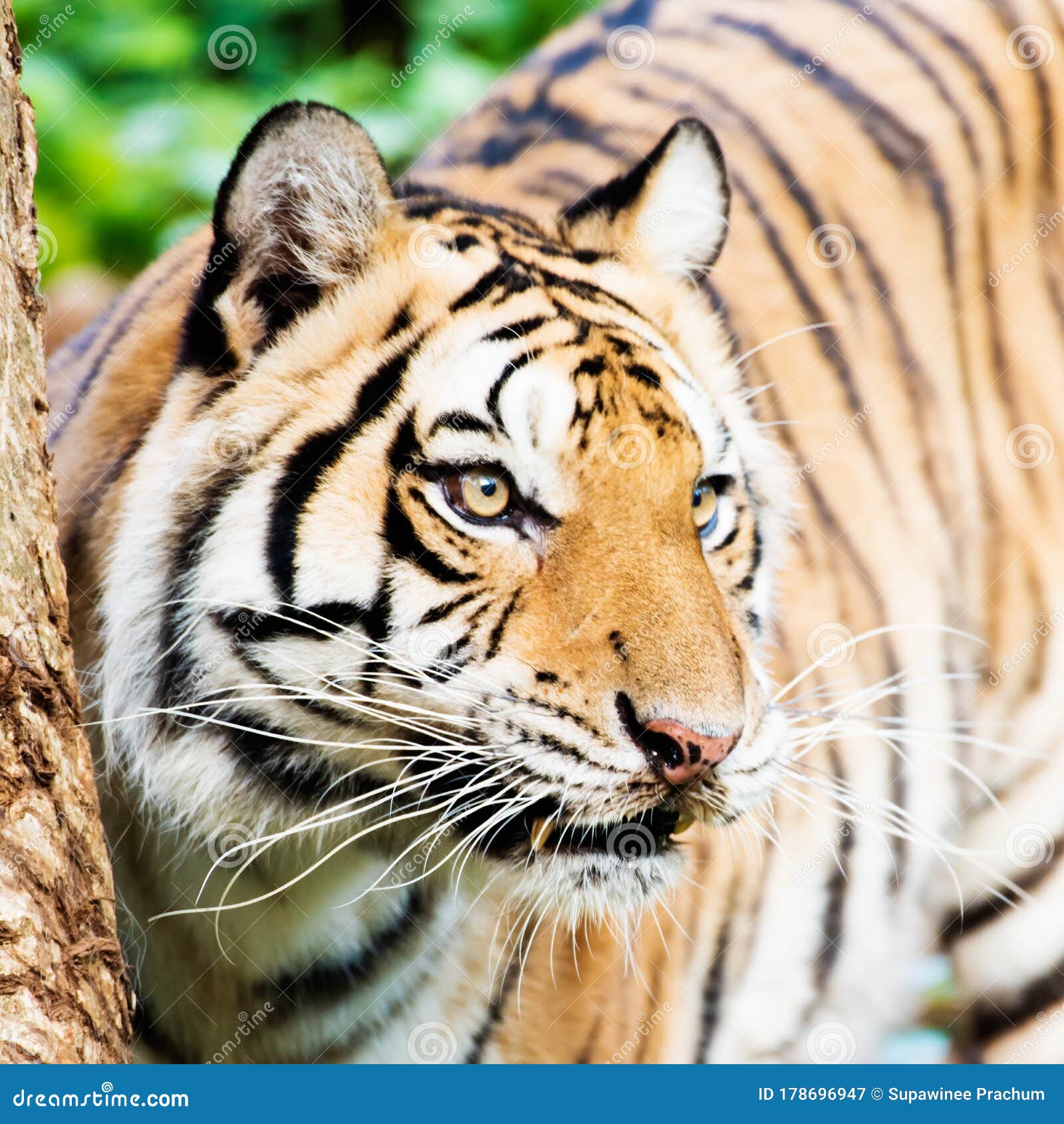 Tiger , a mammal with milk stock image. Image of beauty - 178696947