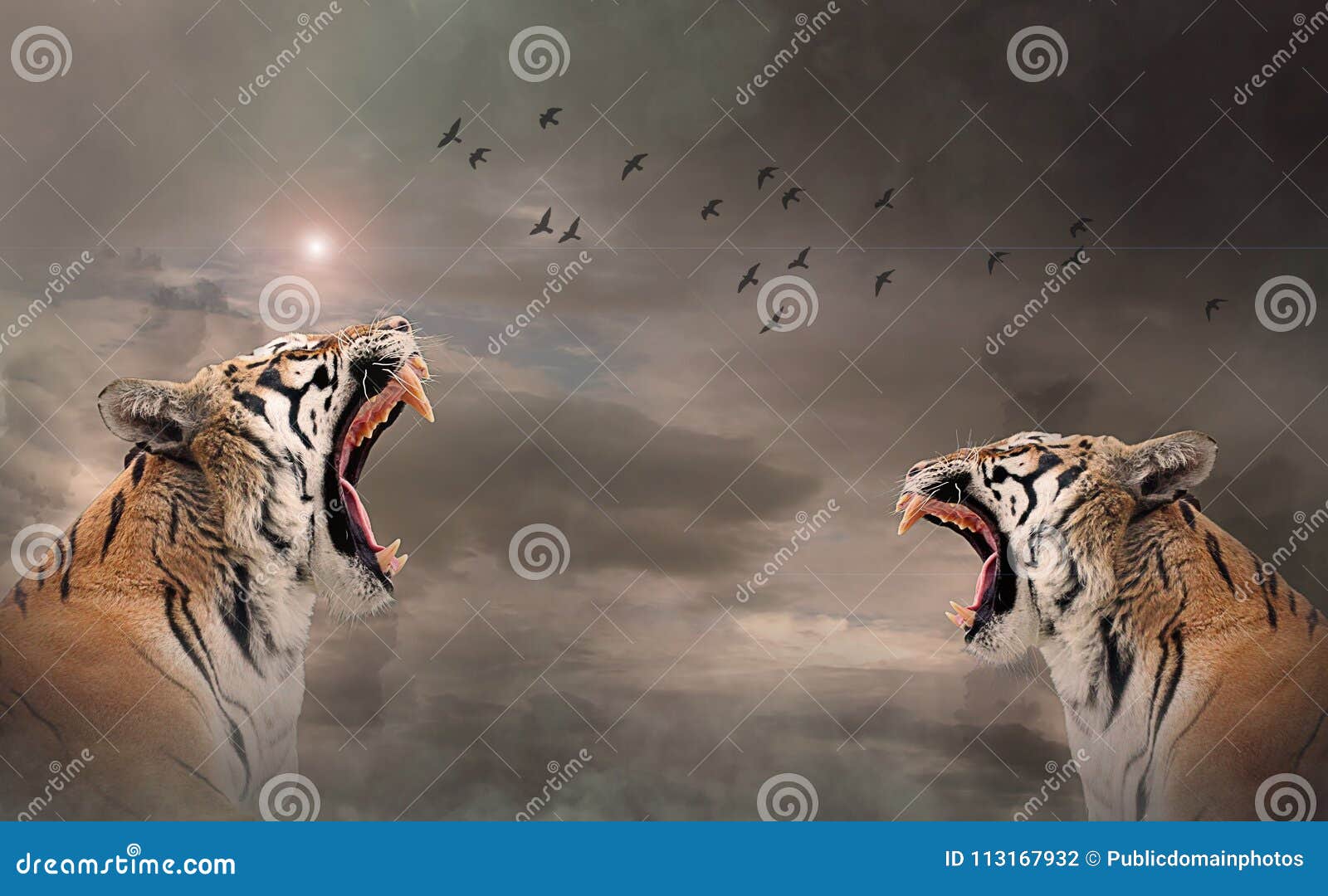 Tiger, Mammal, Wildlife, Roar Picture. Image: 113167932