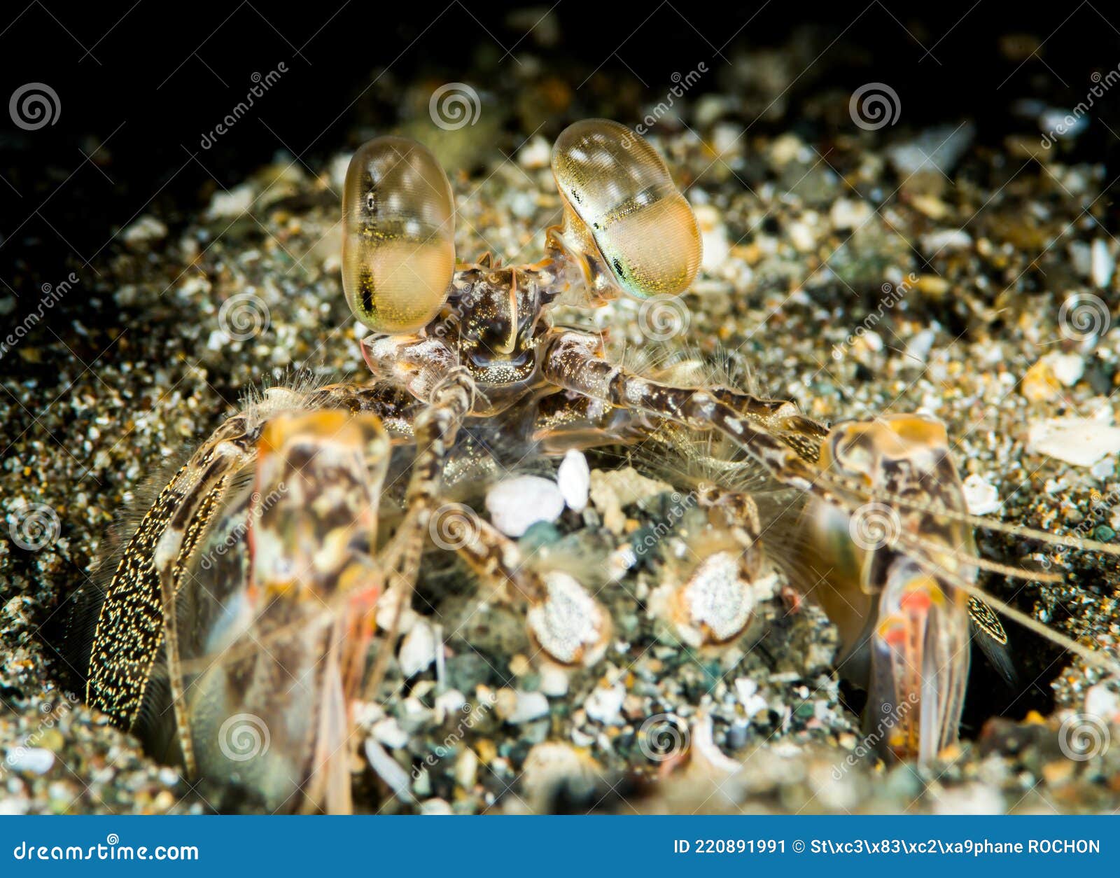 Tiger mantis shrimp stock image. Image of dive, natural - 220891991