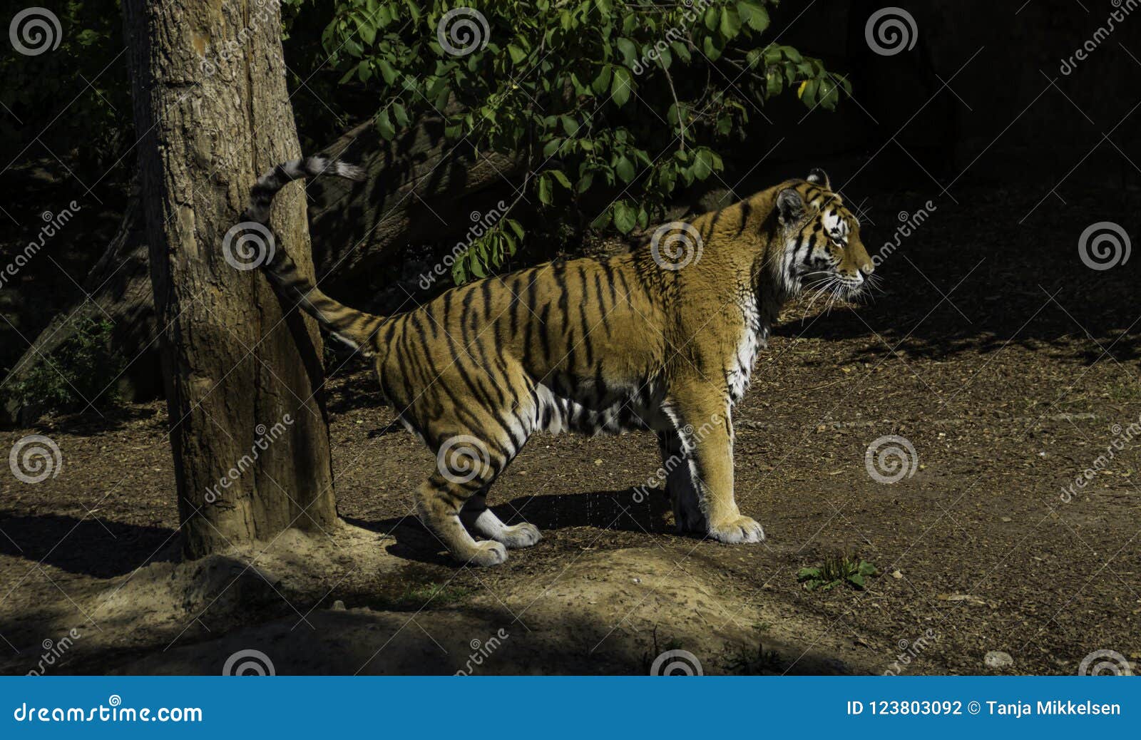 Tiger Marking Its Territory Stock Photo - Image of stripes, dark: 123803092
