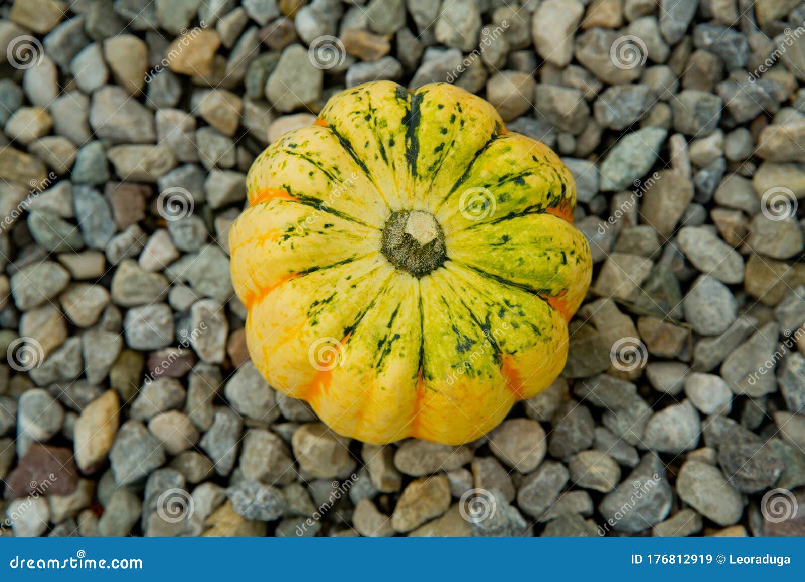 Tiger Mini Pumpkin on the Rubble. Stock Image - Image of empty, nature ...