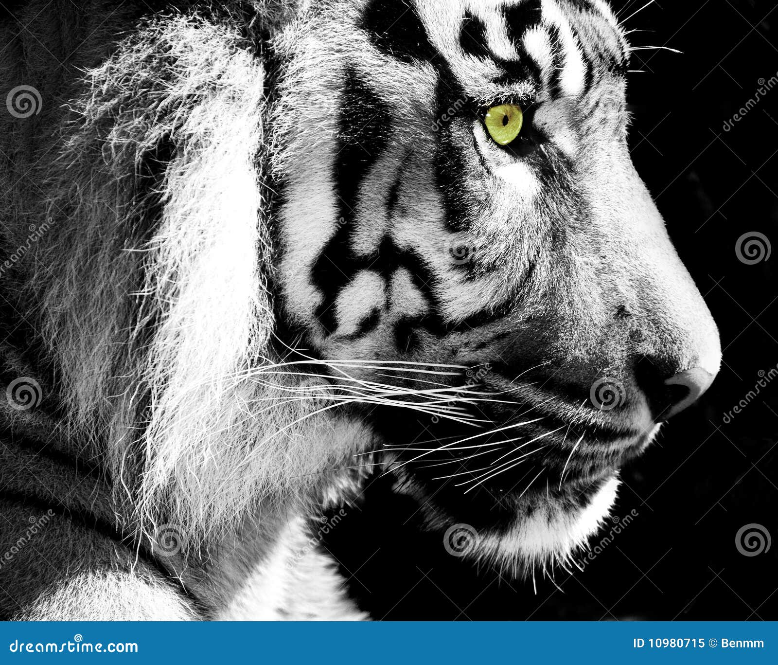 Tiger - Monochrome with Green Eye Stock Image - Image of beauty, tiger ...