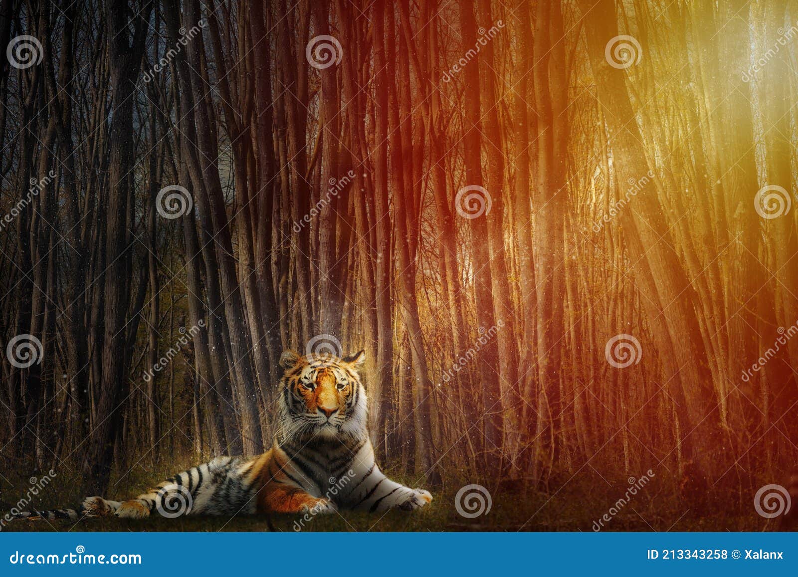 Tiger in the morning sun stock photo. Image of animal - 213343258