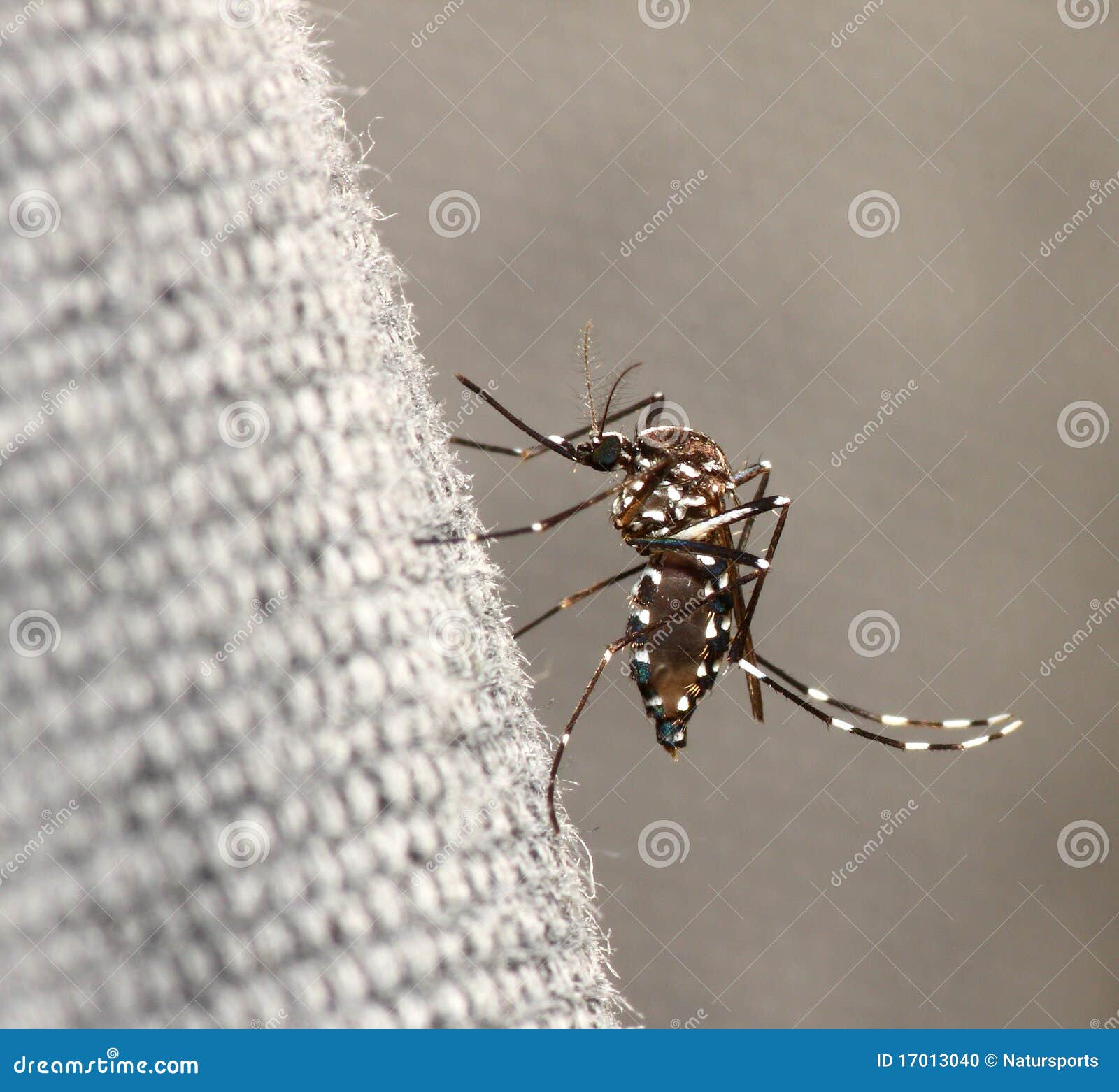 Anopheles Biting Midge Under Microscope. Vector Of Malaria Pathogen ...