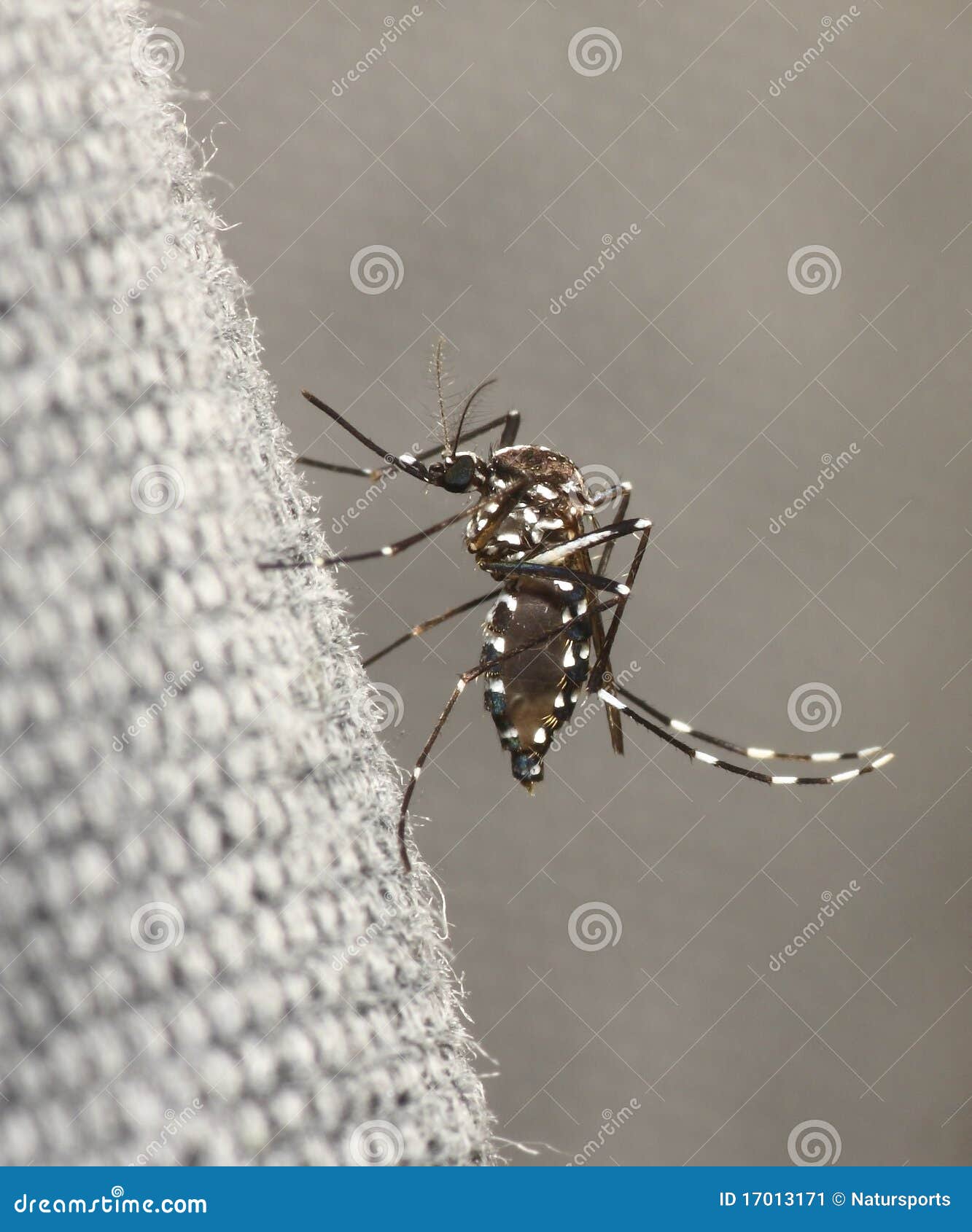 Anopheles Biting Midge Under Microscope. Vector Of Malaria Pathogen ...