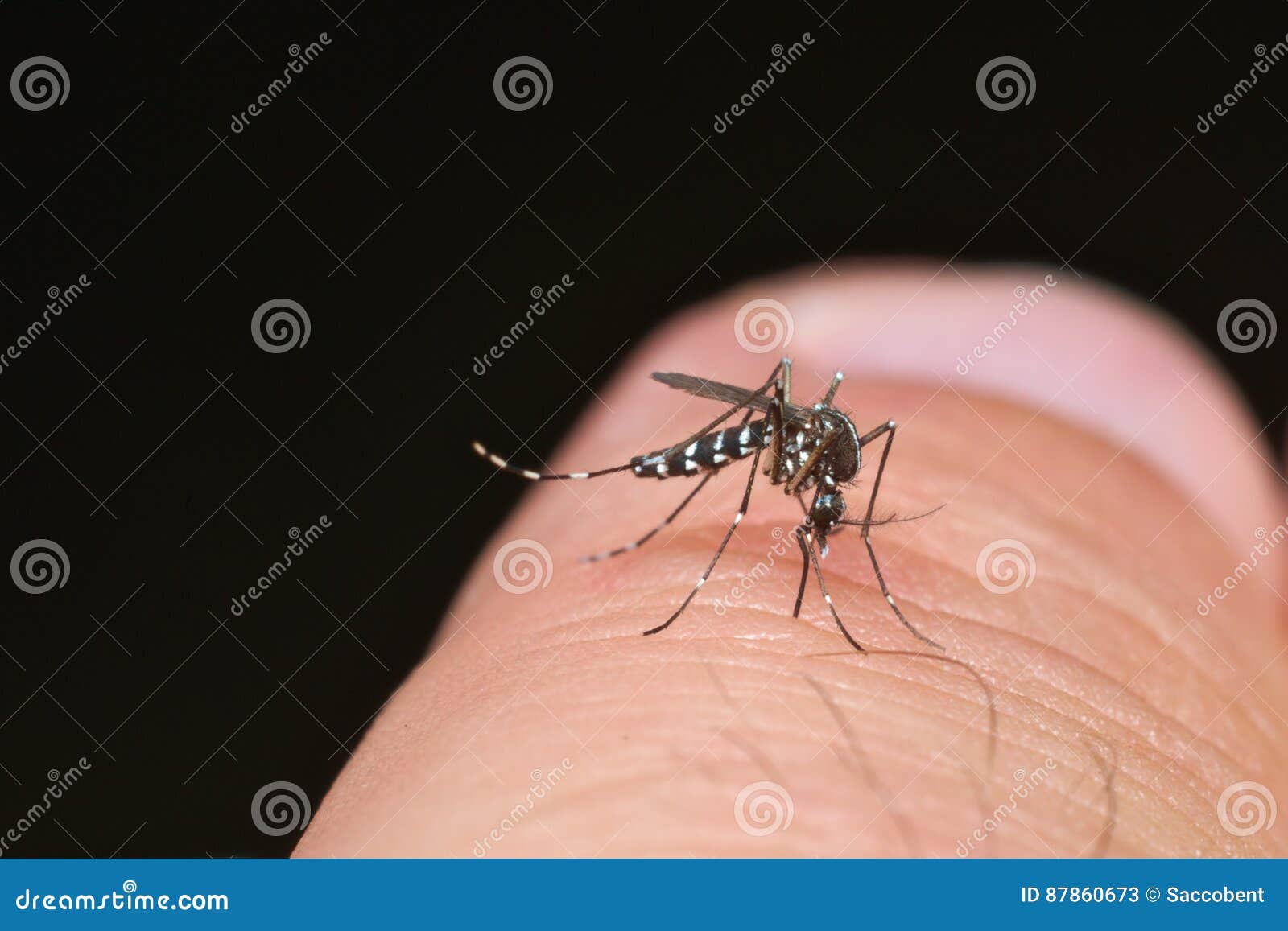 Tiger Mosquito Aedes Albopictus Stock Image - Image of pest, sucker ...