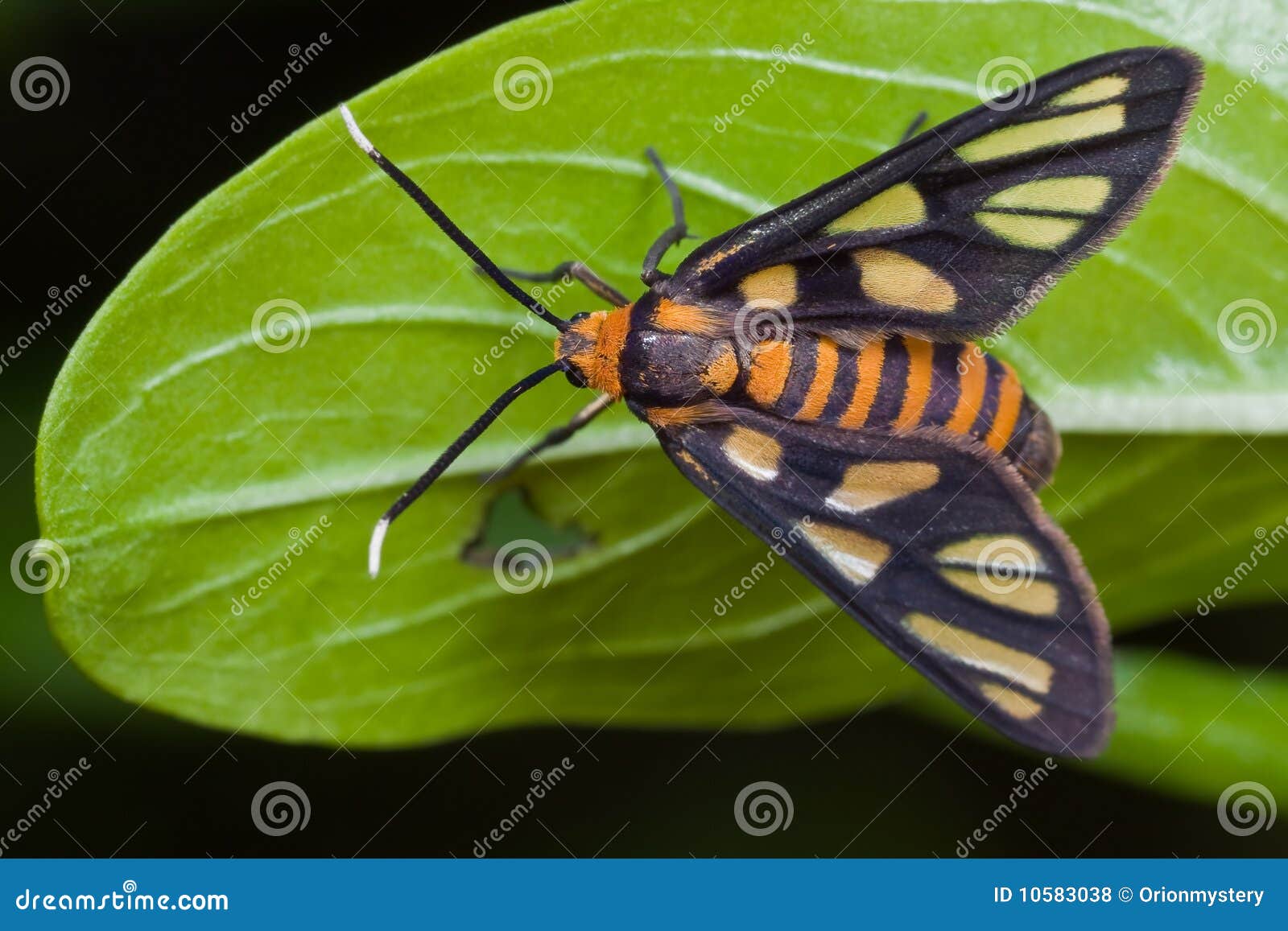 Tiger moth stock photo. Image of animal, garden, outdoor - 10583038