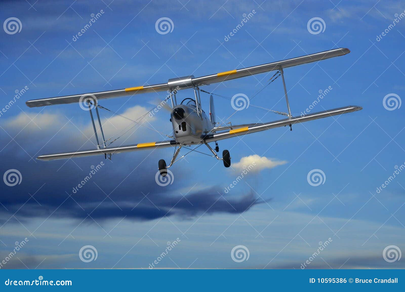 Tiger Moth Pollination Stock Photography | CartoonDealer.com #42679370