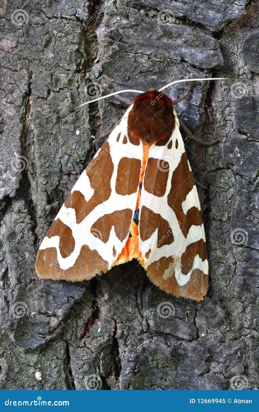Tiger Moth stock image. Image of moth, tiger, animal - 12669945
