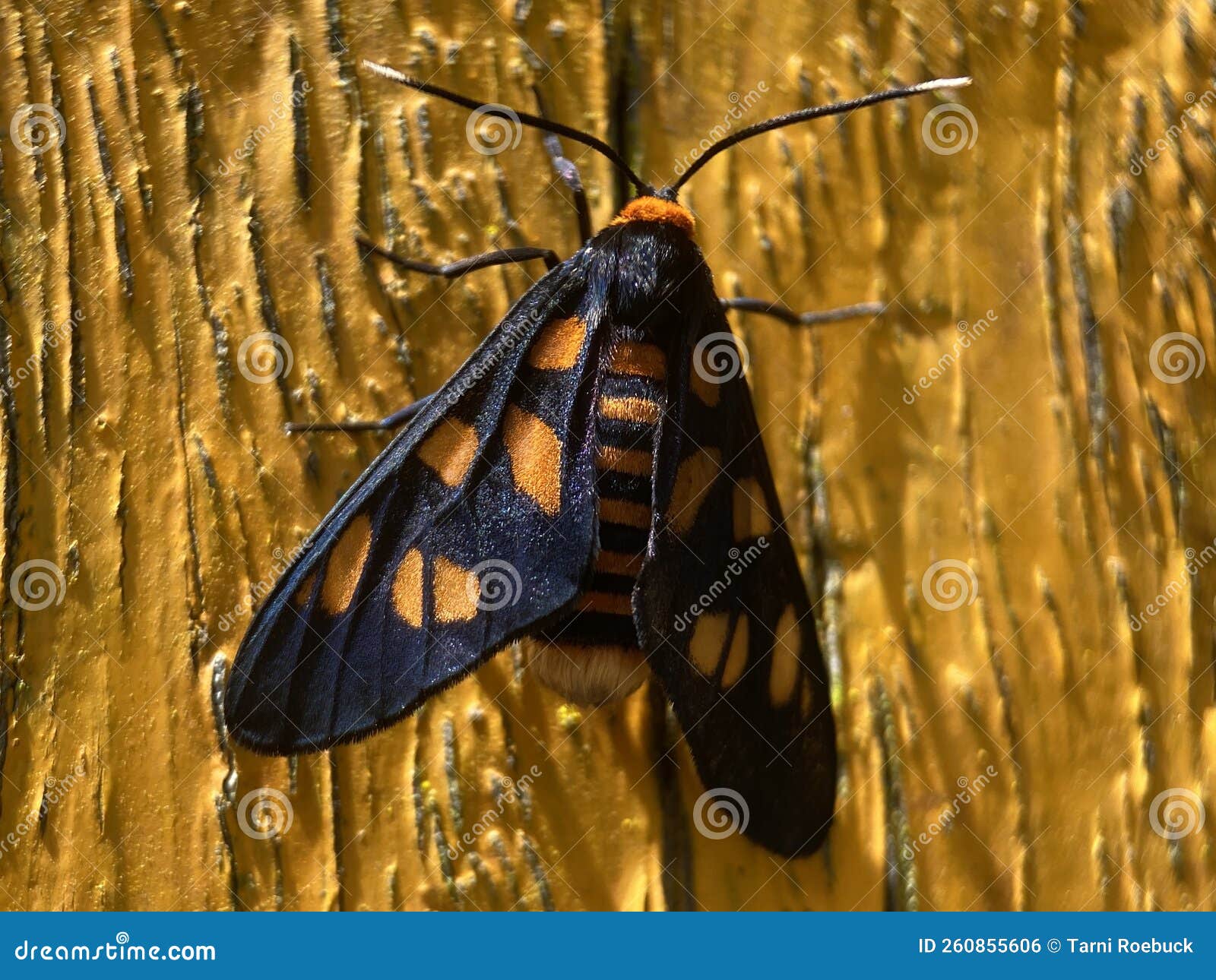 Tiger moth stock photo. Image of wildlife, moth, insect - 260855606