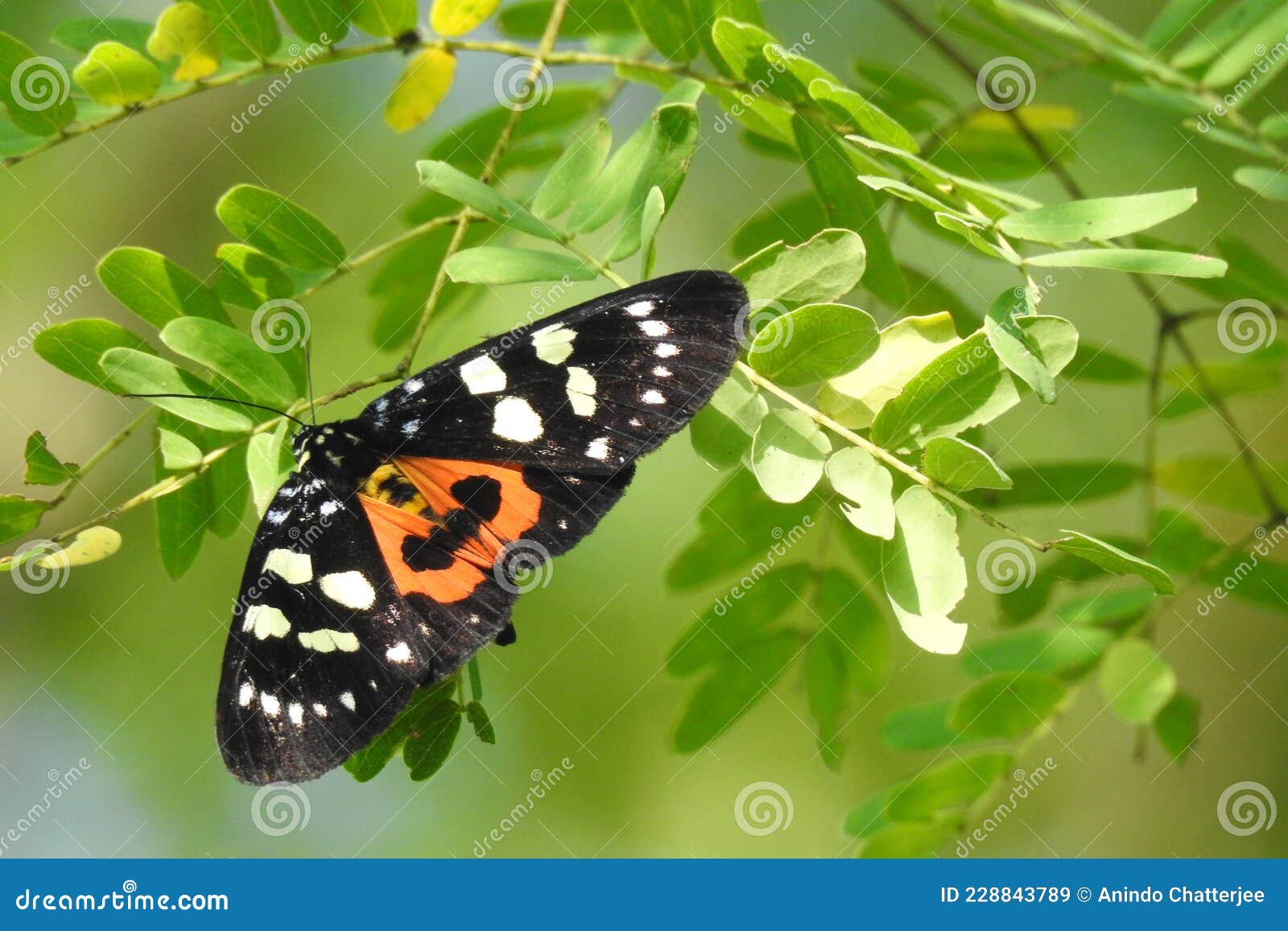 Tiger moth insect stock image. Image of arthropod, animal - 228843789