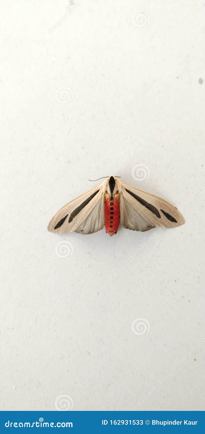 Tiger Moth Lepidoptera India Insect Bug Stock Image - Image of moth ...