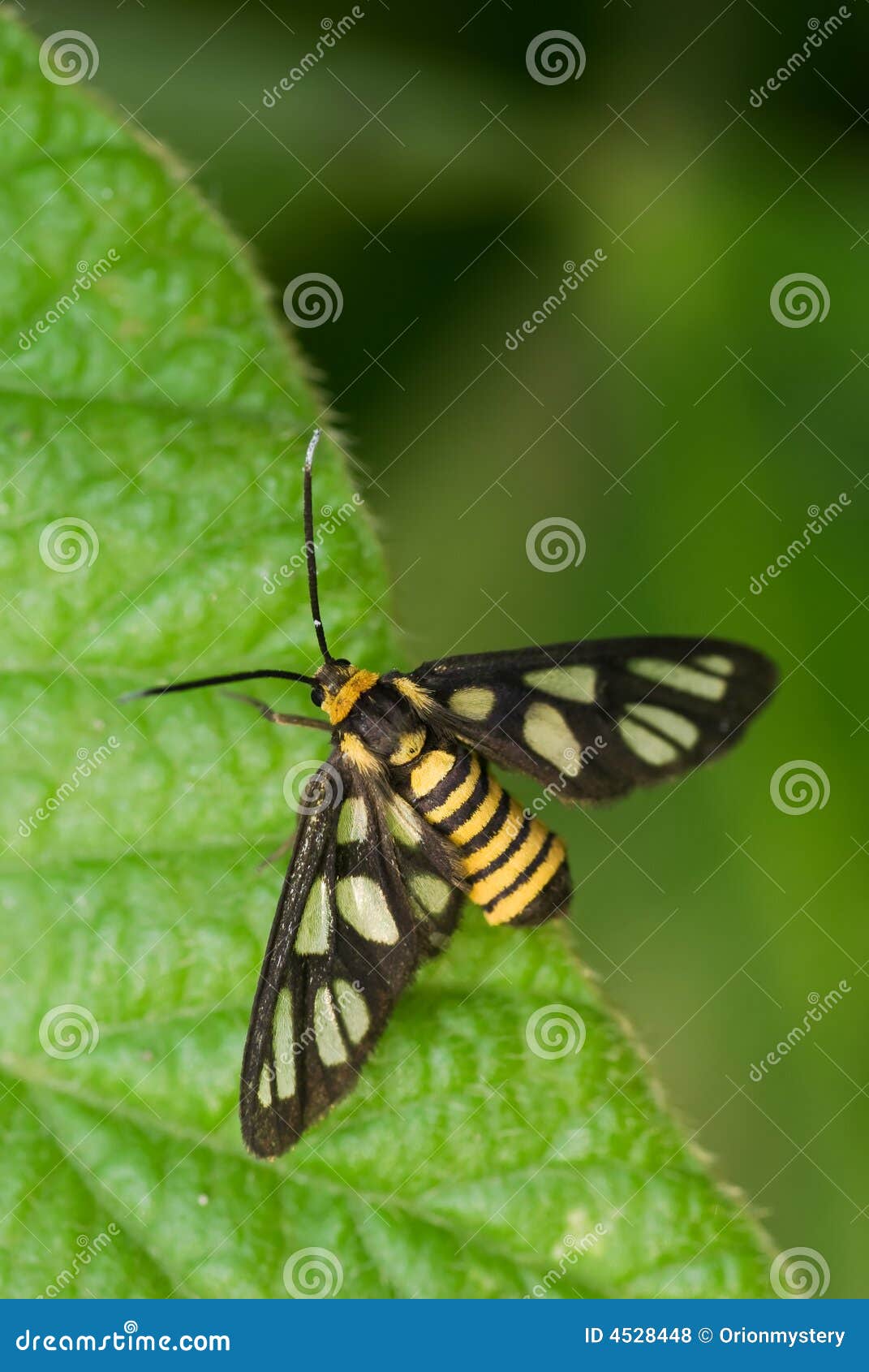 Tiger Moth Macro stock photo. Image of insect, tiger, green - 4528448