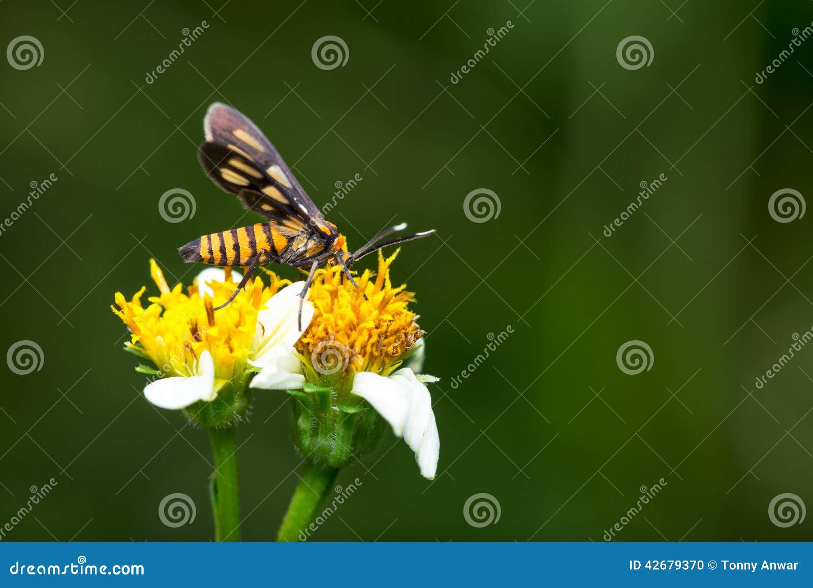 Tiger Moth Pollination stock photo. Image of daisy, wedelia - 42679370