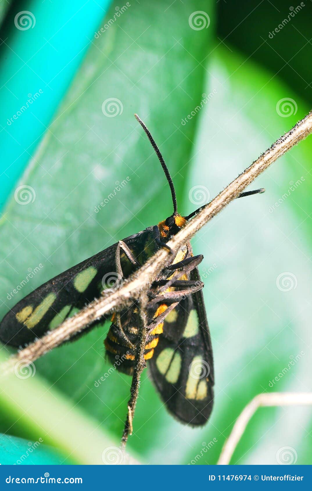 Tiger Moth s Underside stock photo. Image of compound - 11476974