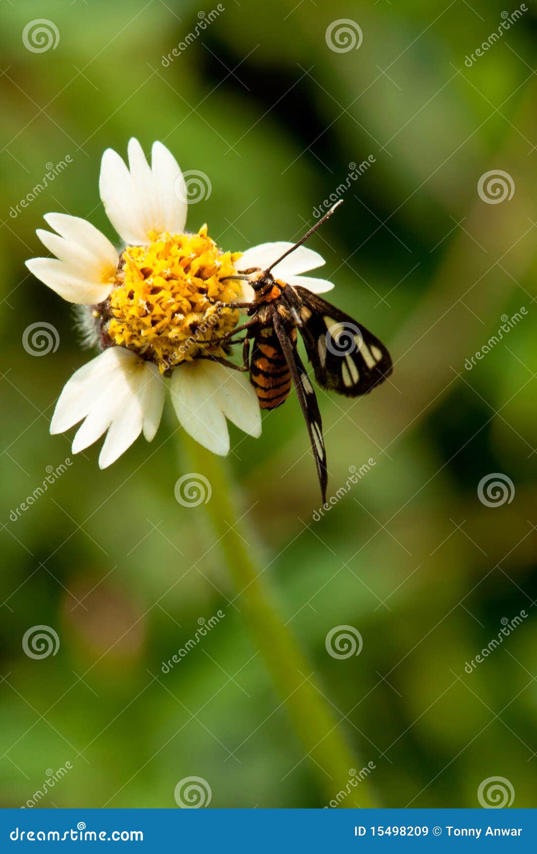 Tiger Moth and Wild Daisy stock image. Image of colour - 15498209