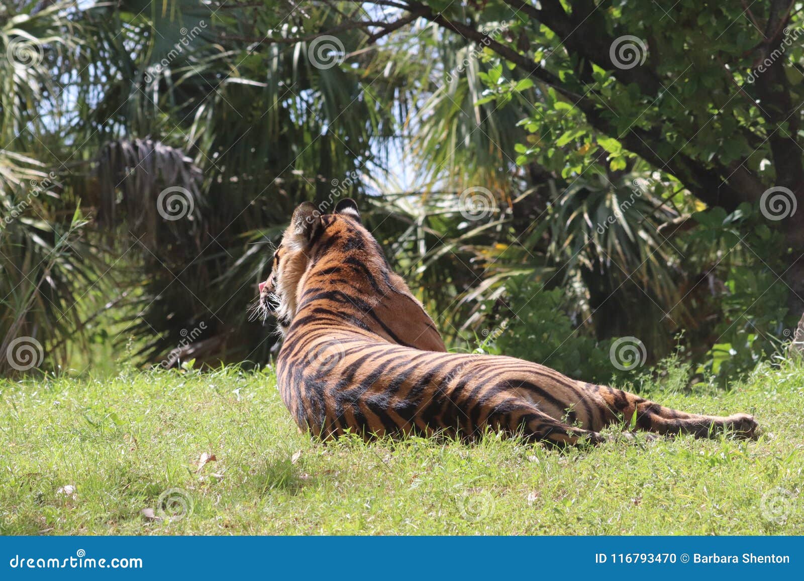 Tiger Mother Watching Her Cub Stock Photo - Image of tiger, watching ...