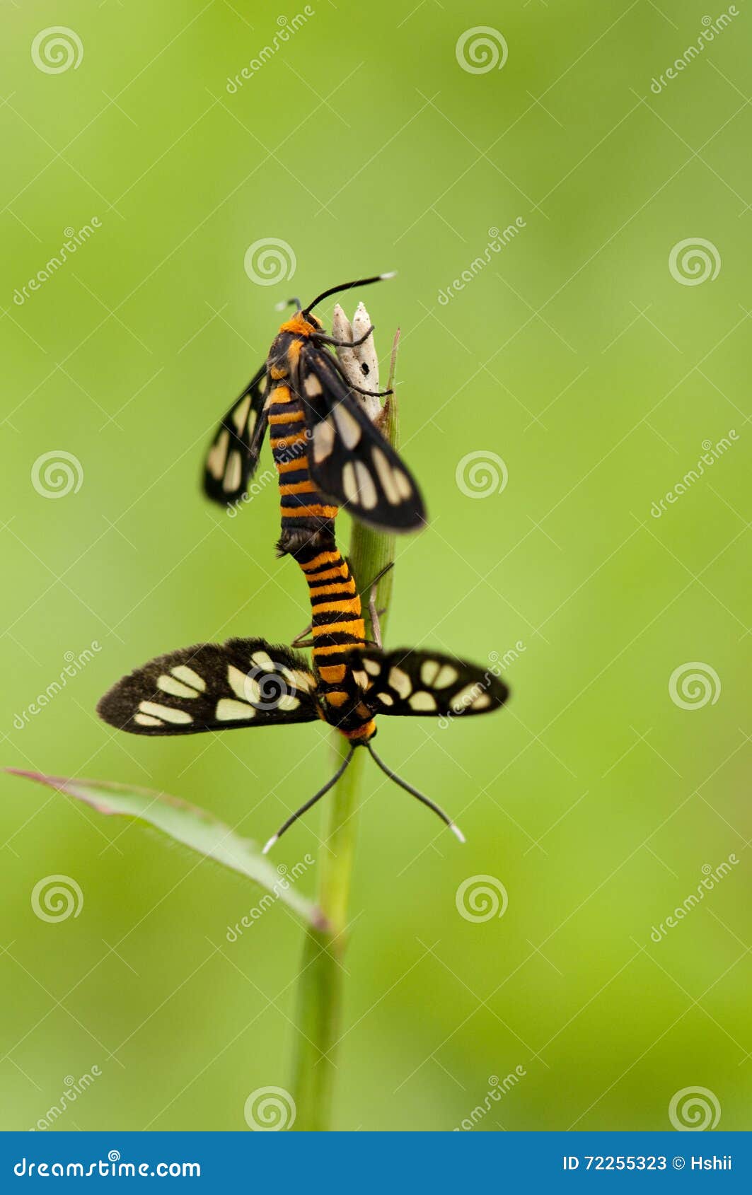 Tiger Moths Mating stock image. Image of closeup, wings - 72255323