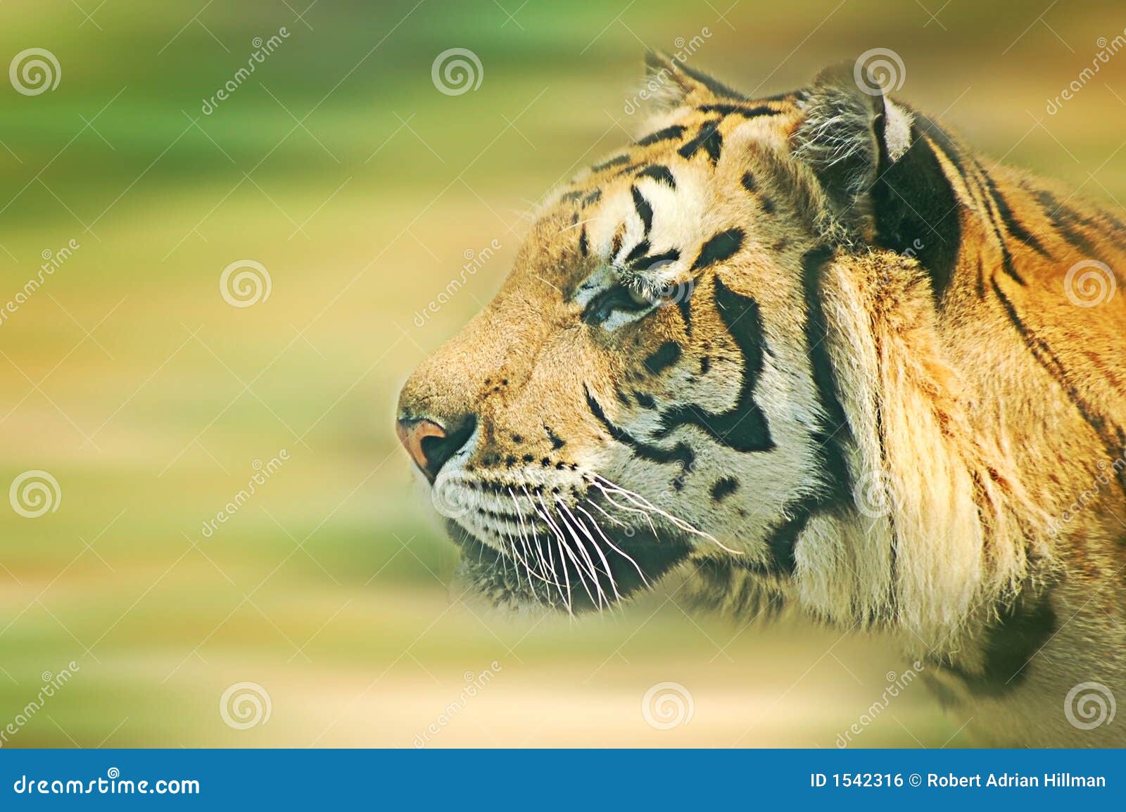 Tiger motion stock photo. Image of momentum, speed, mammal - 1542316