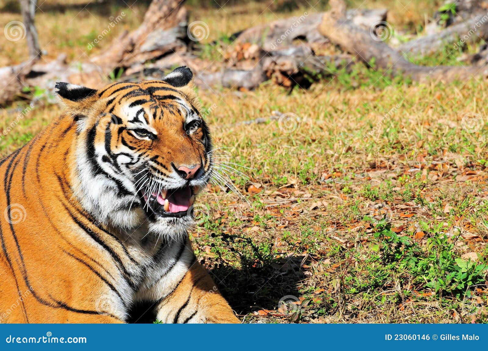 Tiger with Mouth Open stock photo. Image of close, colour - 23060146