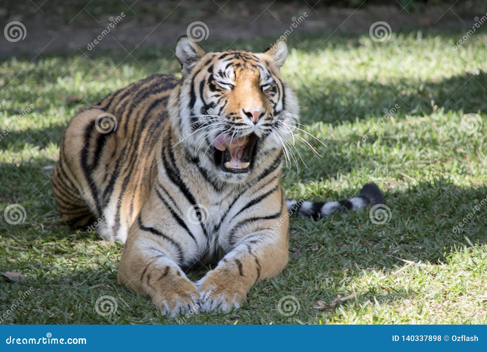 Tiger with mouth open stock photo. Image of brown, mouth - 140337898