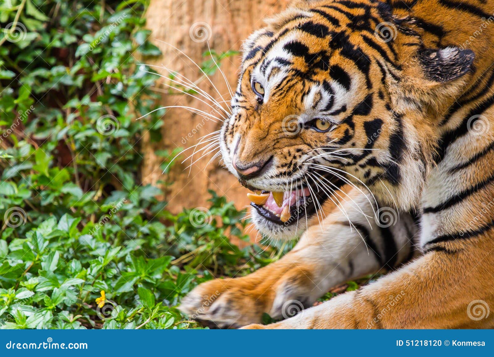 Tiger. stock photo. Image of jungle, stripes, black, striped - 51218120