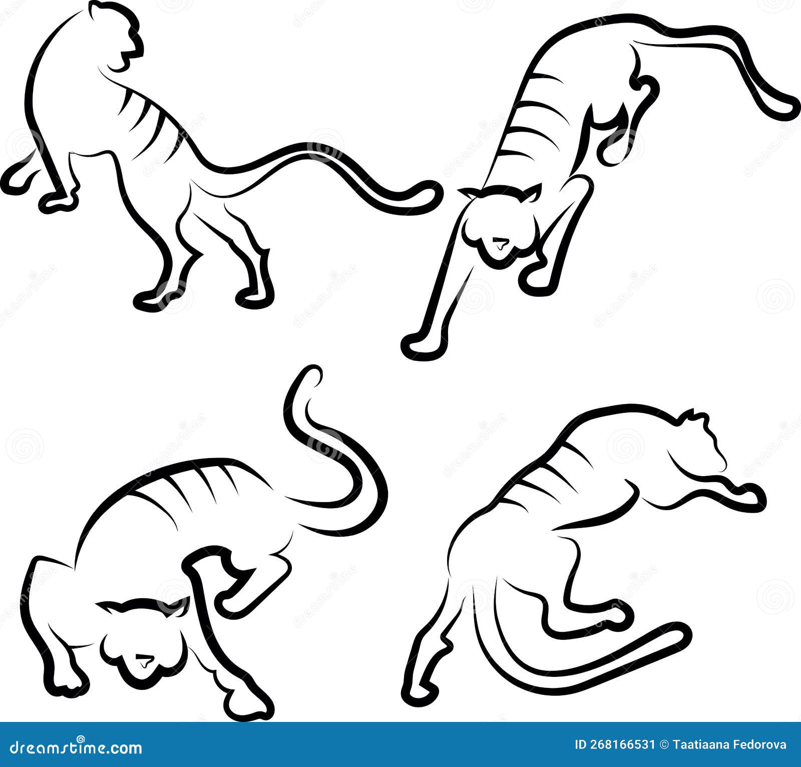 Tiger on the Move. Foreground. Back View. Side View. View from Above ...