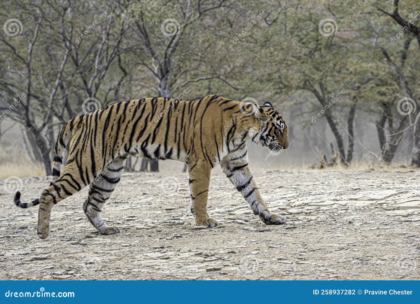 Tiger on the Move in the Forest of Ranthambore. Stock Photo - Image of ...