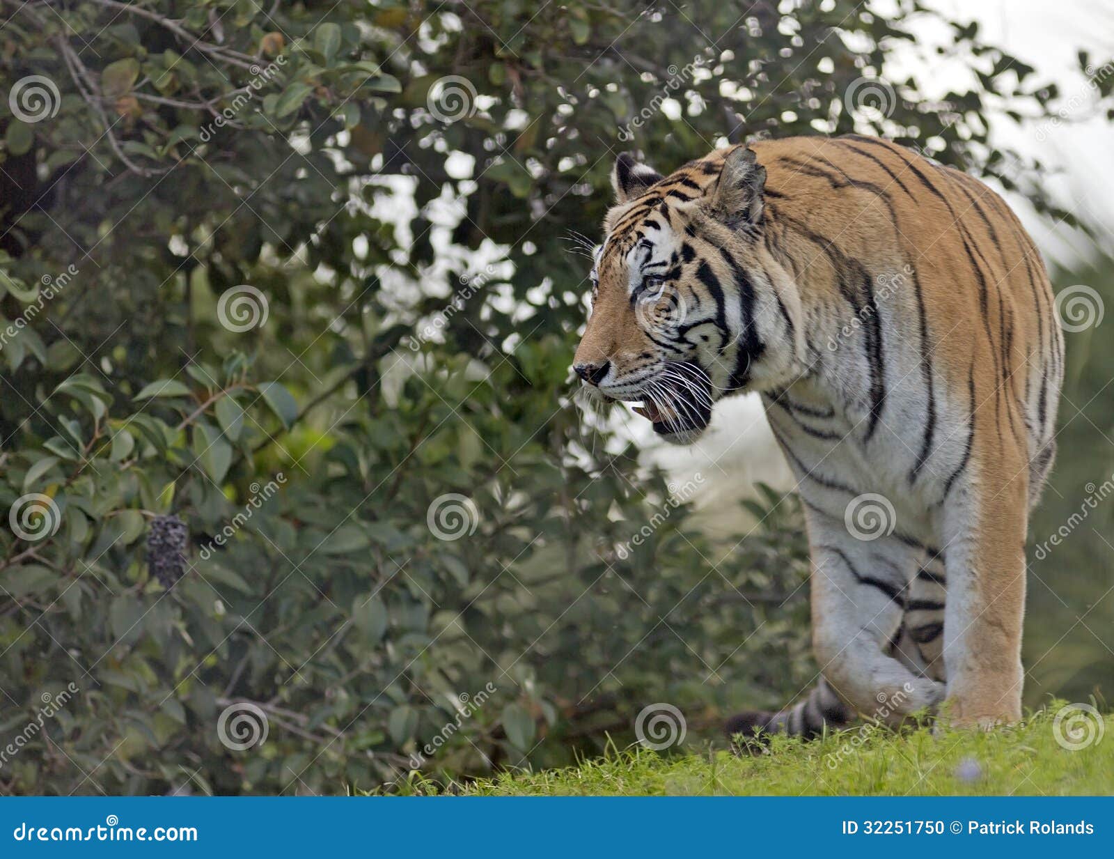 Tiger on the move stock photo. Image of beast, danger - 32251750