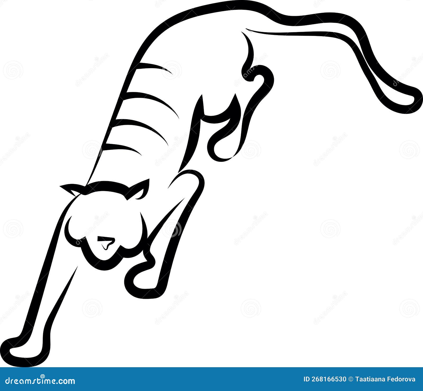 Tiger On The Move. Foreground. Back View. Side View. View From Above ...