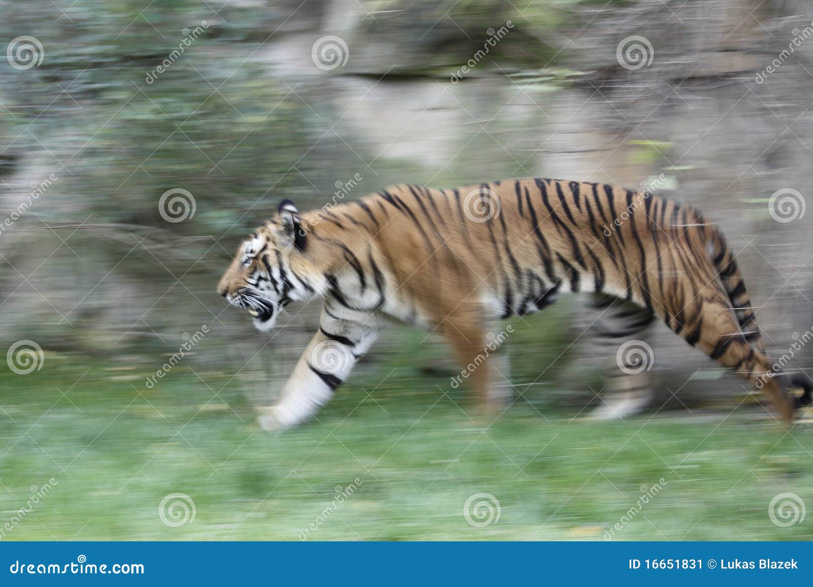Tiger in movement stock image. Image of tigris, grass - 16651831