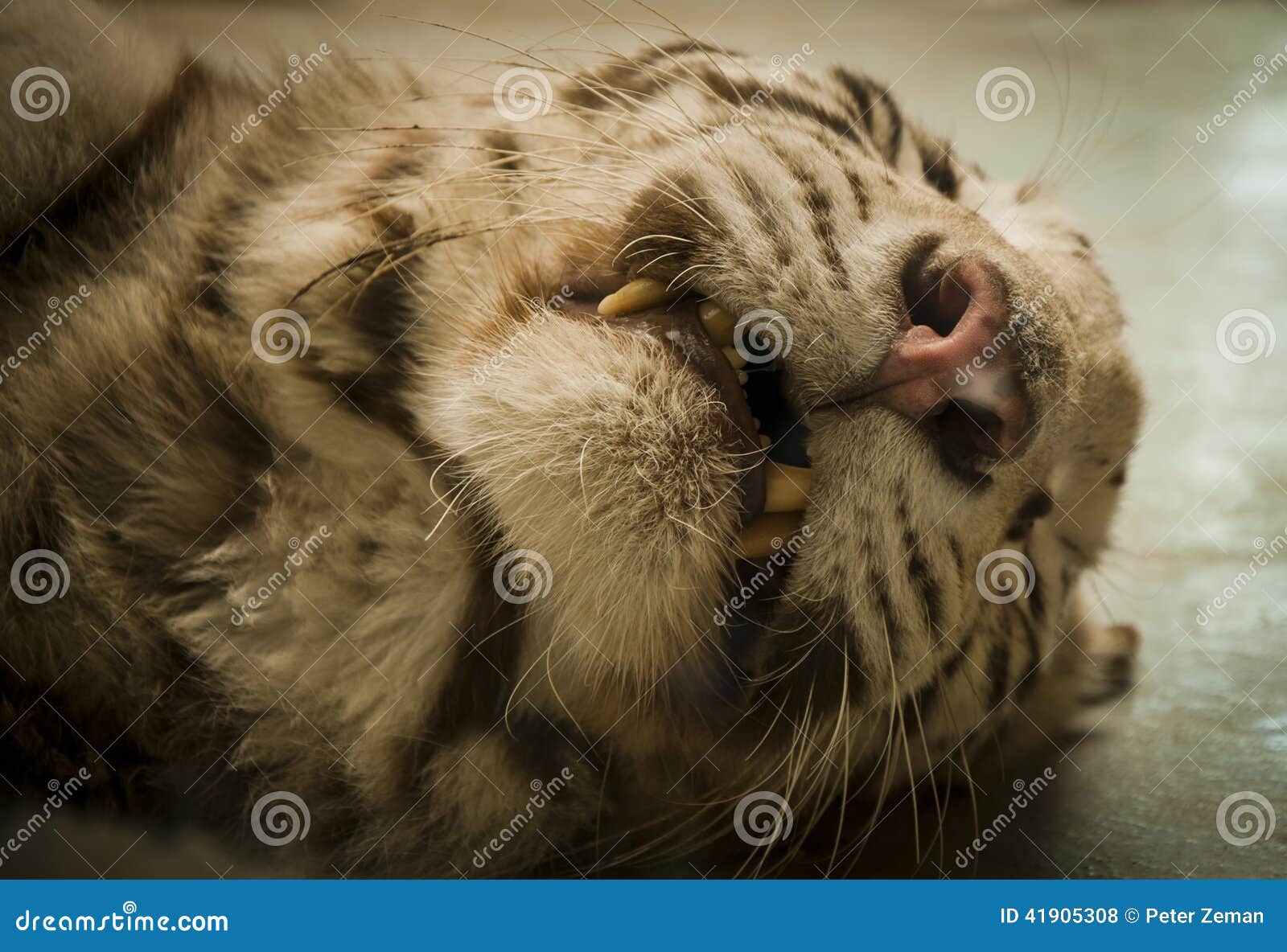 Tiger muzzle stock photo. Image of mammals, cats, animals - 41905308