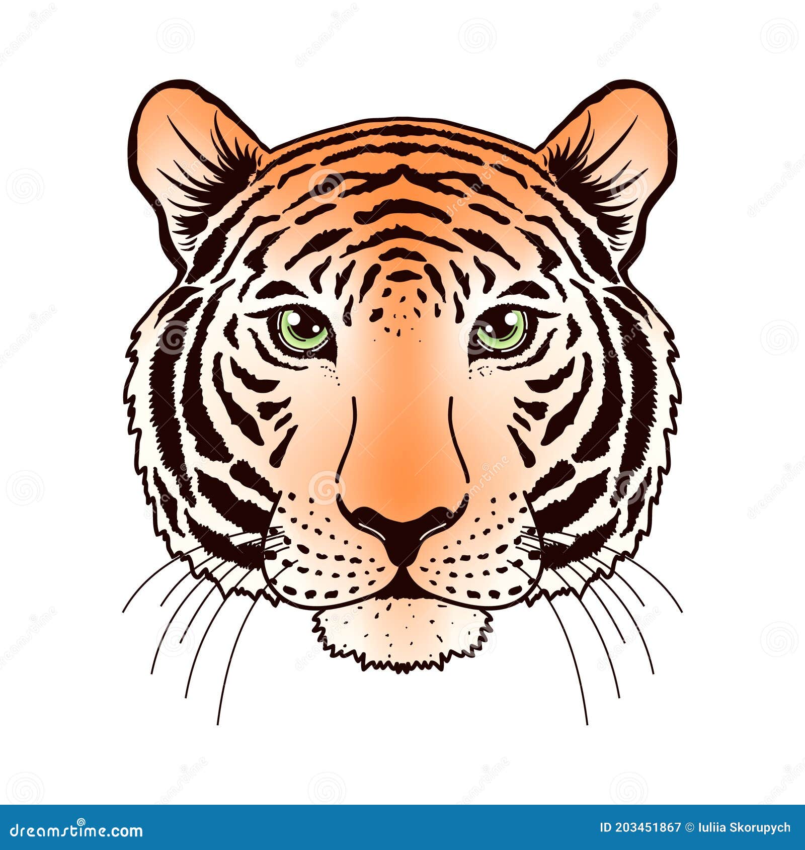 Tiger muzzle on white stock vector. Illustration of isolated - 203451867