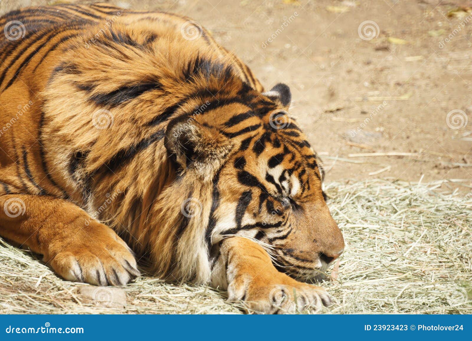 Tiger Nap stock image. Image of hair, feline, napping - 23923423
