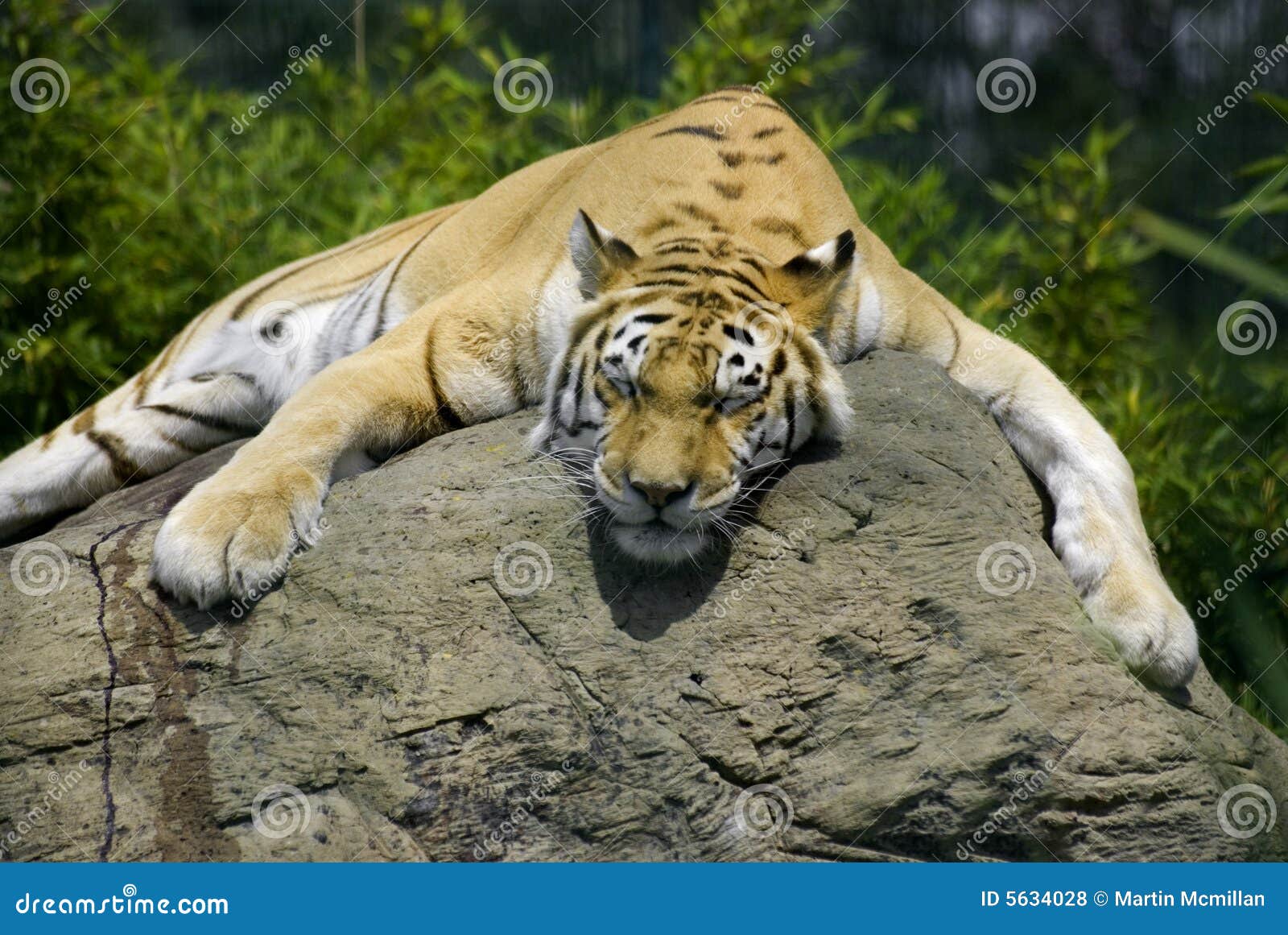 Tiger nap stock photo. Image of snooze, nature, napping - 5634028