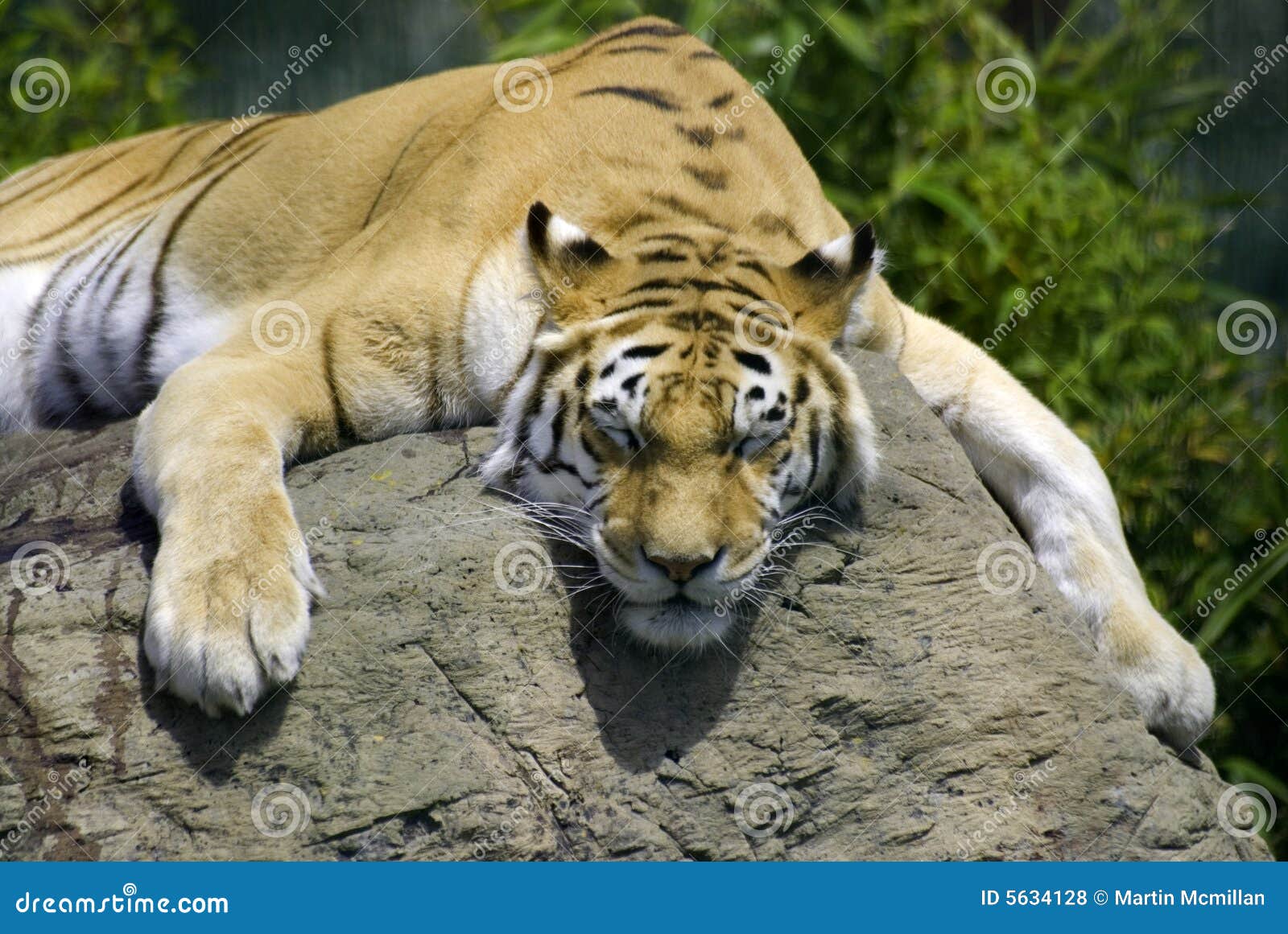 Tiger nap stock photo. Image of animal, tiger, rocks, bengal - 5634128