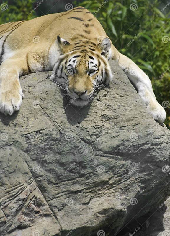 Tiger nap stock photo. Image of dream, hungover, nature - 5634152
