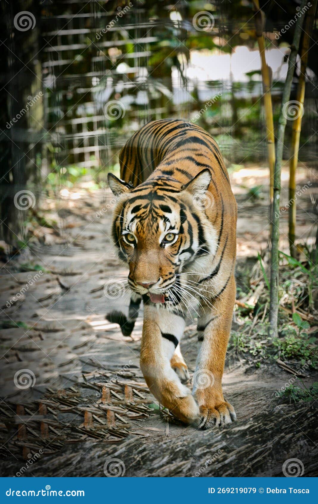 Tiger Naples zoo stock image. Image of walking, striped - 269219079